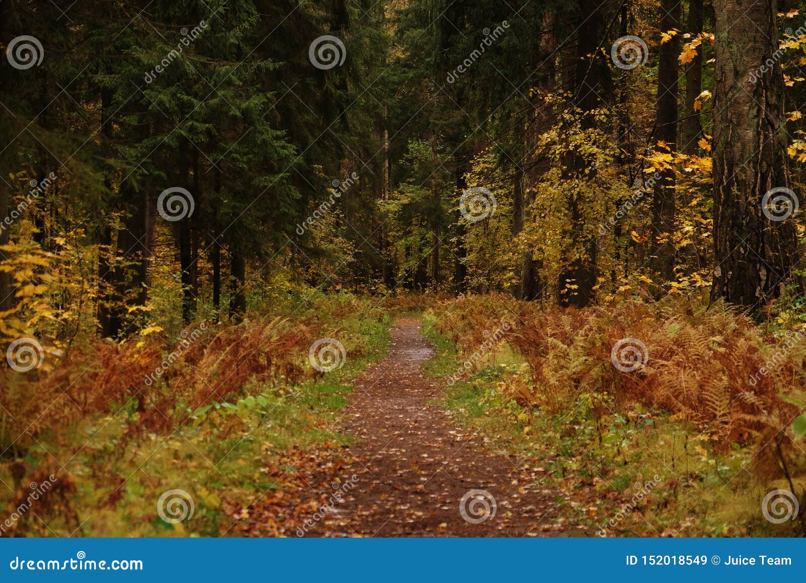 Beautiful Autumn Park. Autumn Trees and Leaves. Autumn Landscape.Park ...