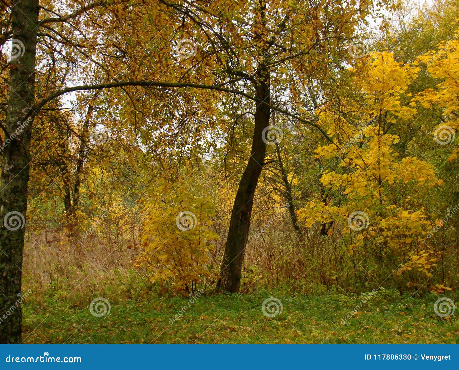 Beautiful autumn park view stock photo. Image of park - 117806330