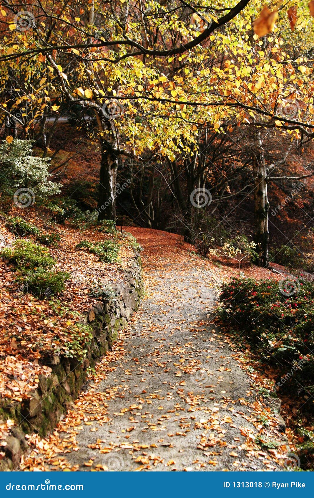 Beautiful autumn path stock photo. Image of collage, change - 1313018