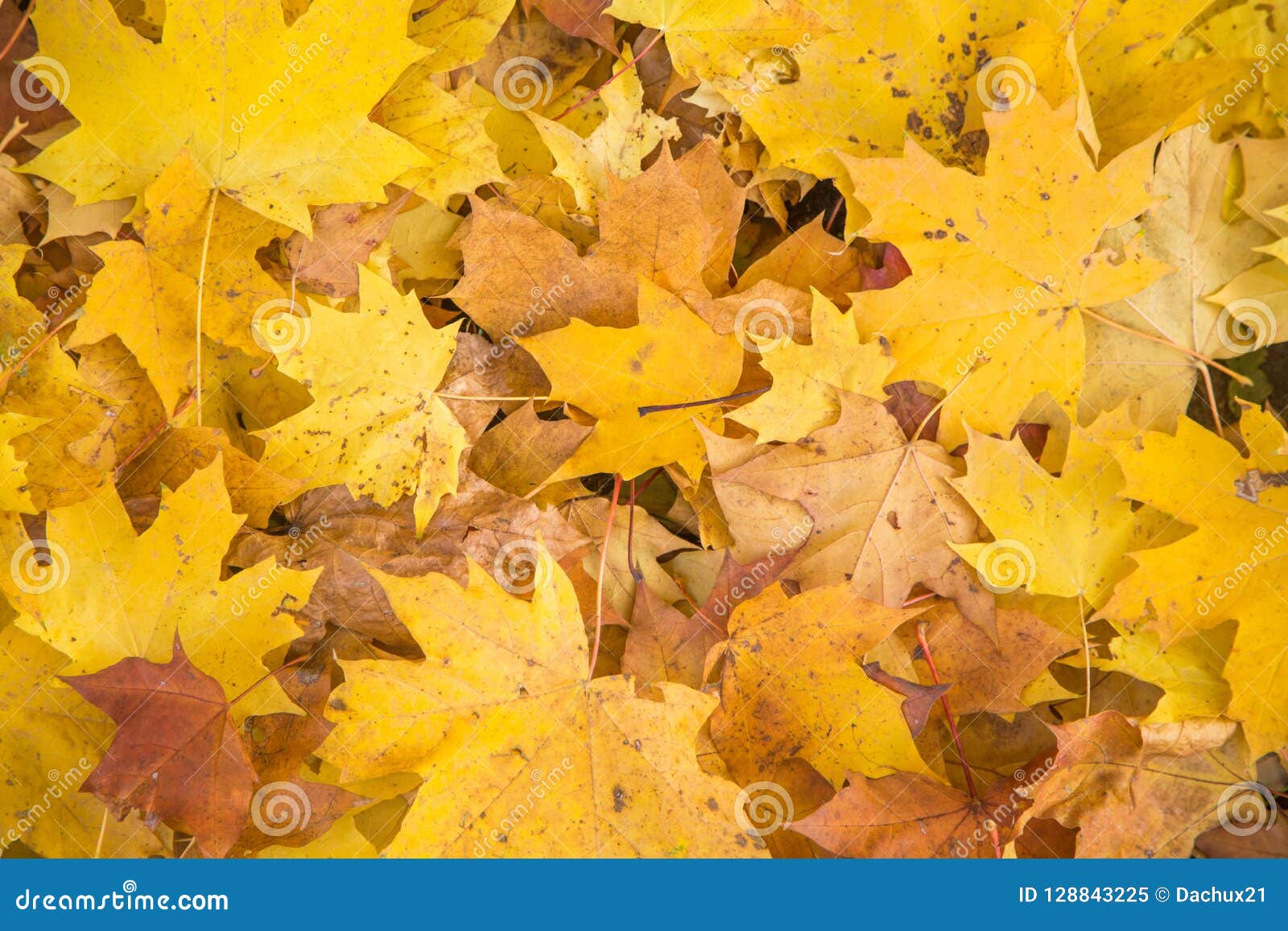 A Beautiful Autumn Pattern of Fallen Maple Tree Leaves. Yellow Leaves ...