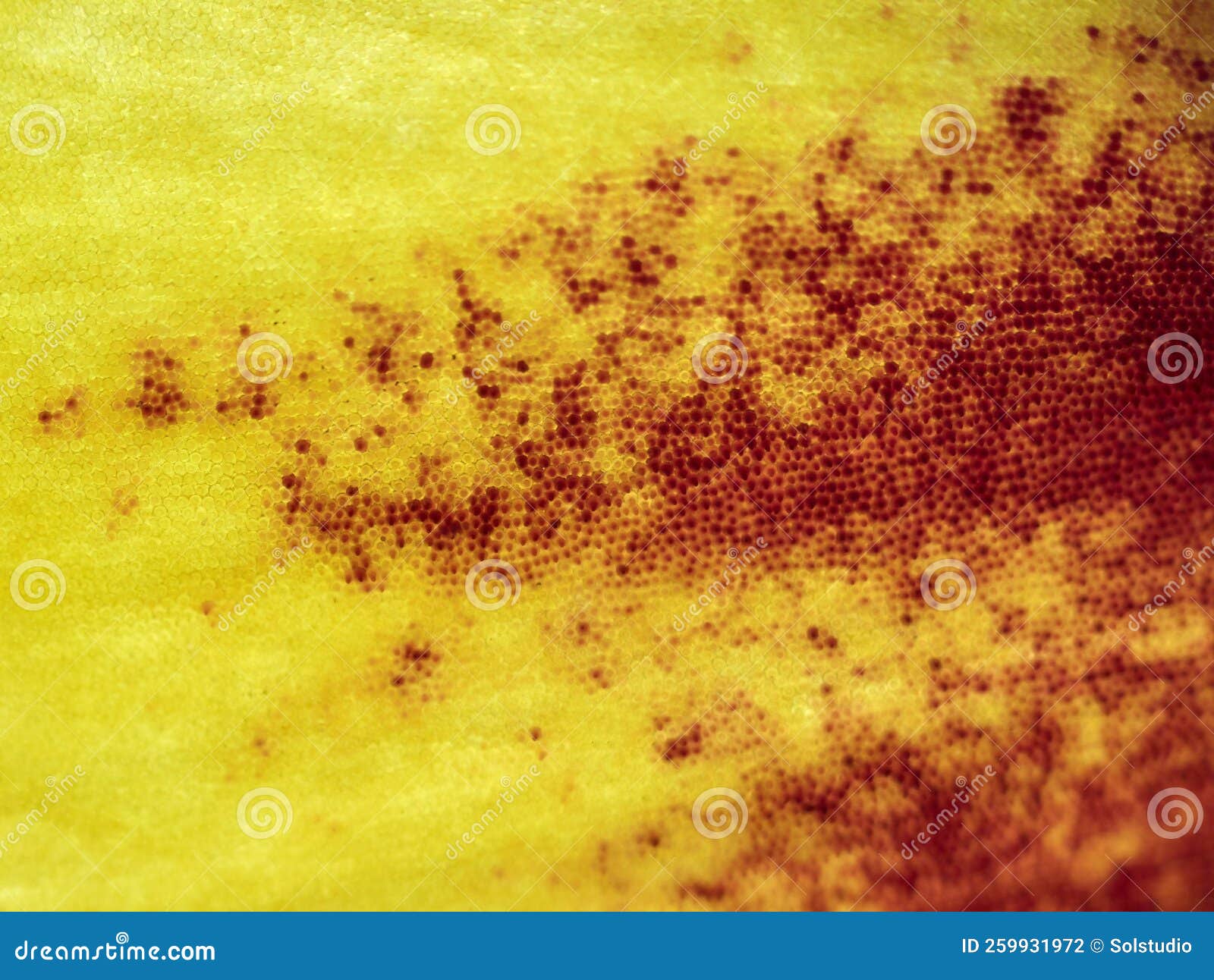 Beautiful autumn patterns stock photo. Image of science - 259931972