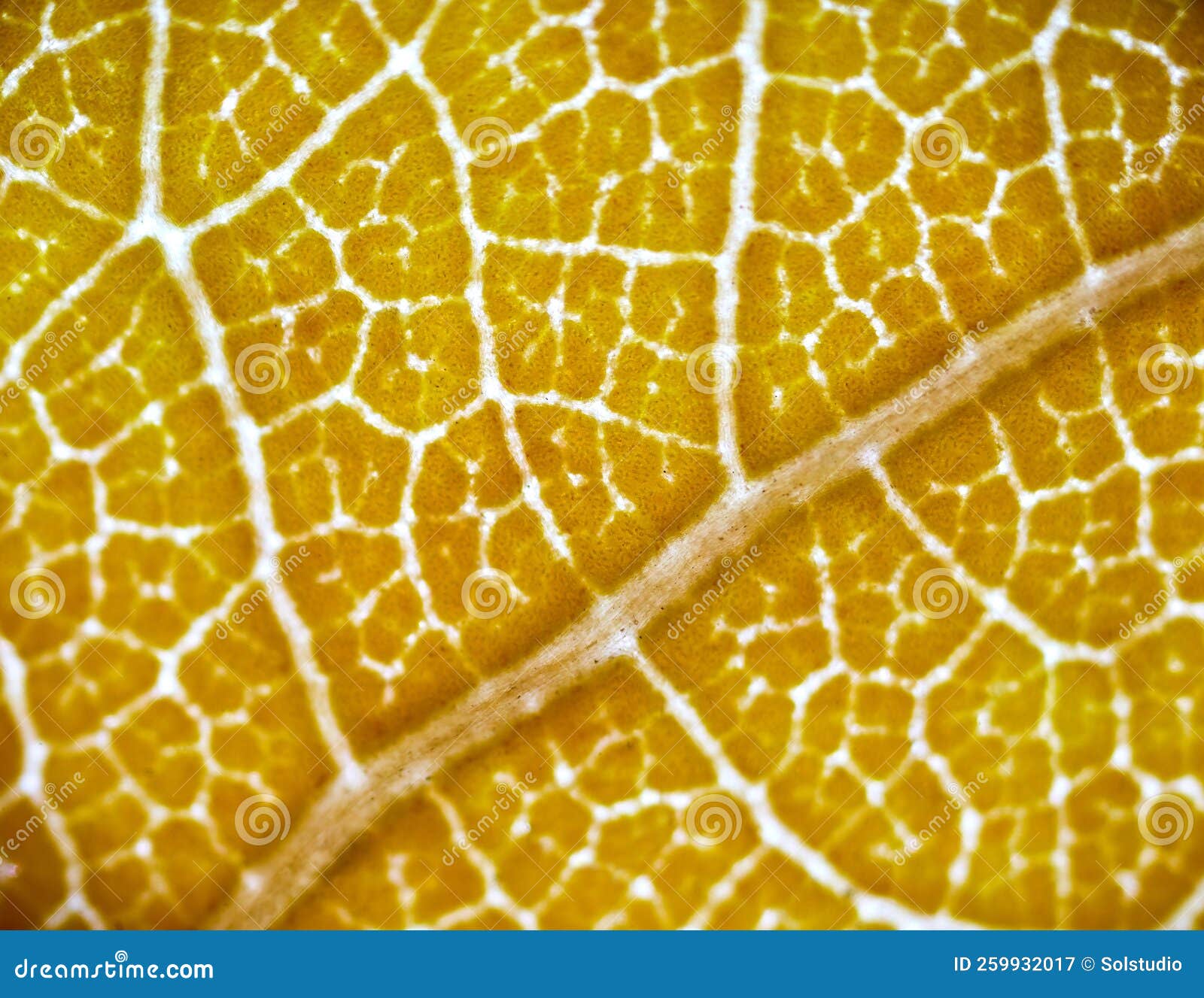 Beautiful autumn patterns stock image. Image of microscope - 259932017
