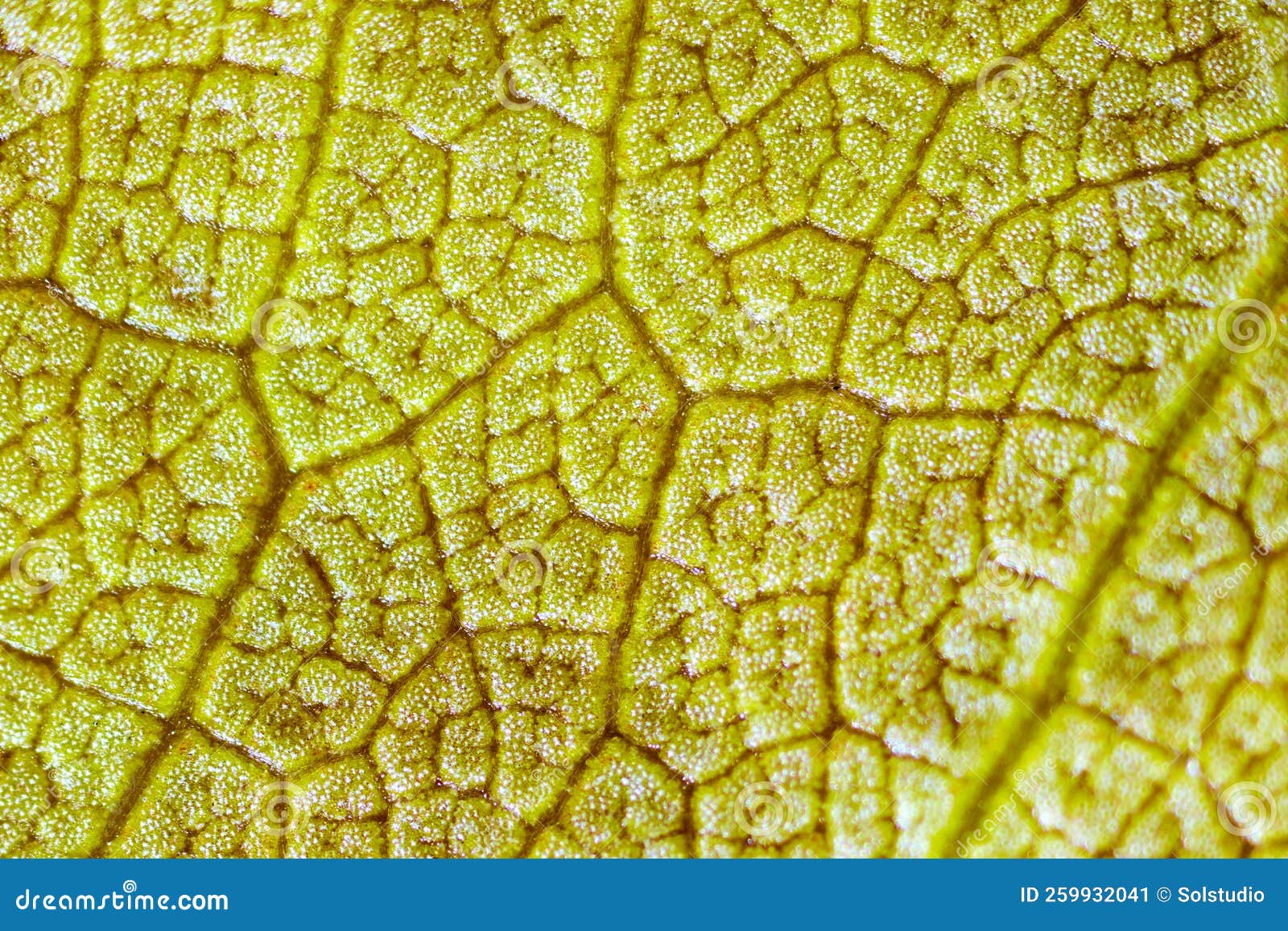 Beautiful autumn patterns stock image. Image of detail - 259932041