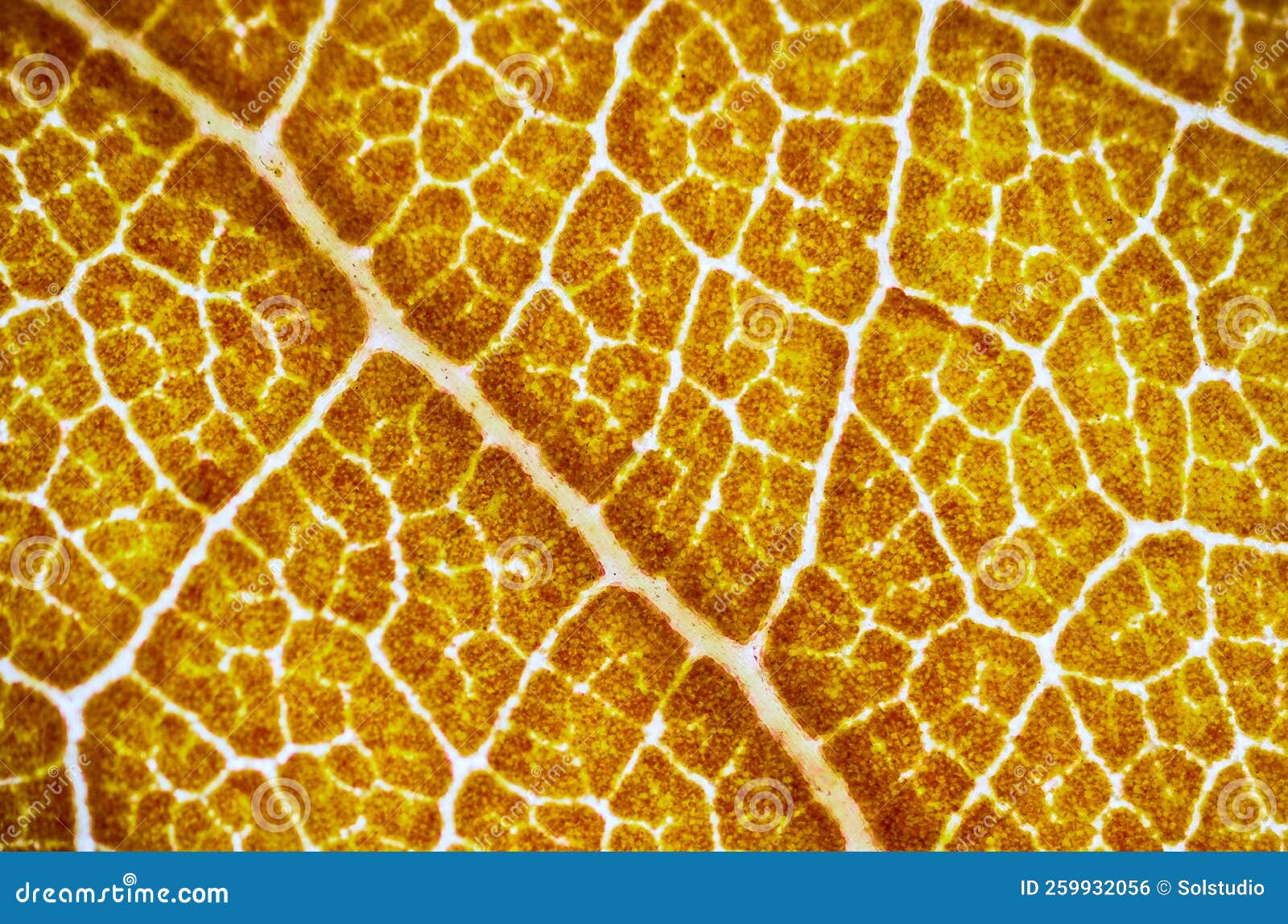Beautiful autumn patterns stock photo. Image of october - 259932056