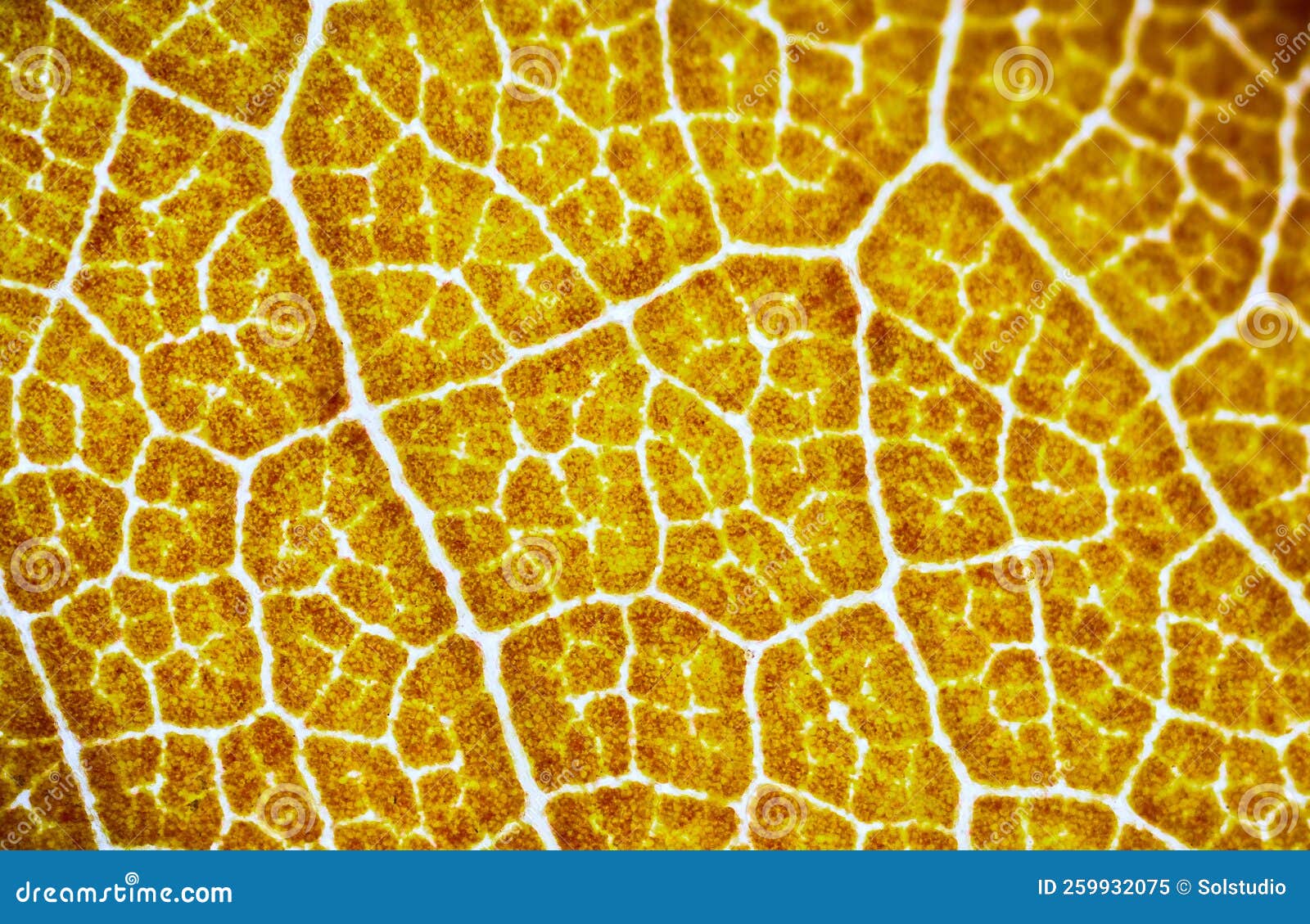 Beautiful autumn patterns stock image. Image of micro - 259932075