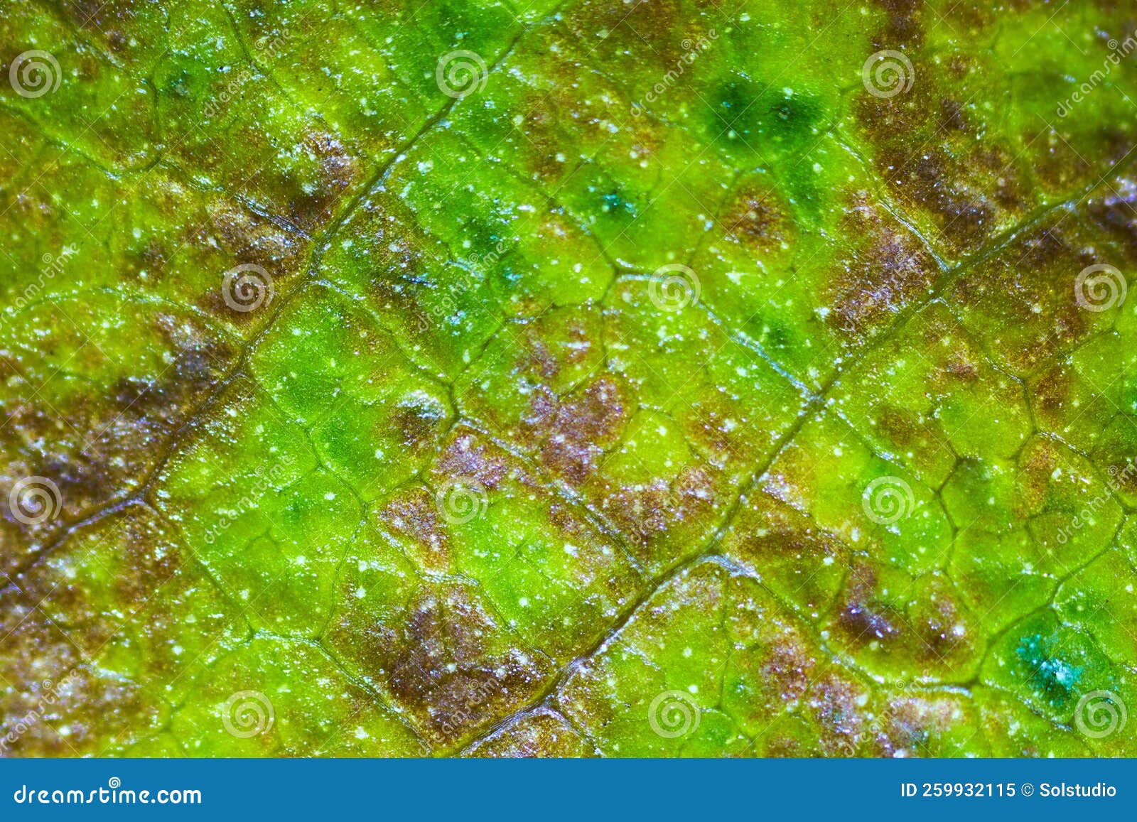 Beautiful autumn patterns stock image. Image of background - 259932115