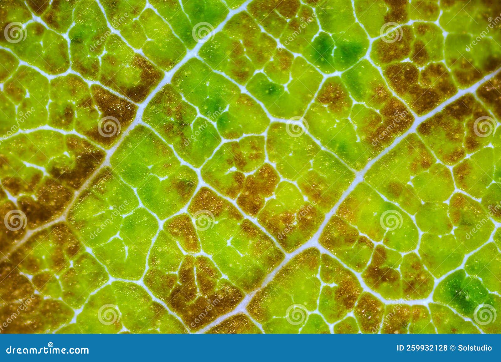 Beautiful autumn patterns stock photo. Image of abstract - 259932128