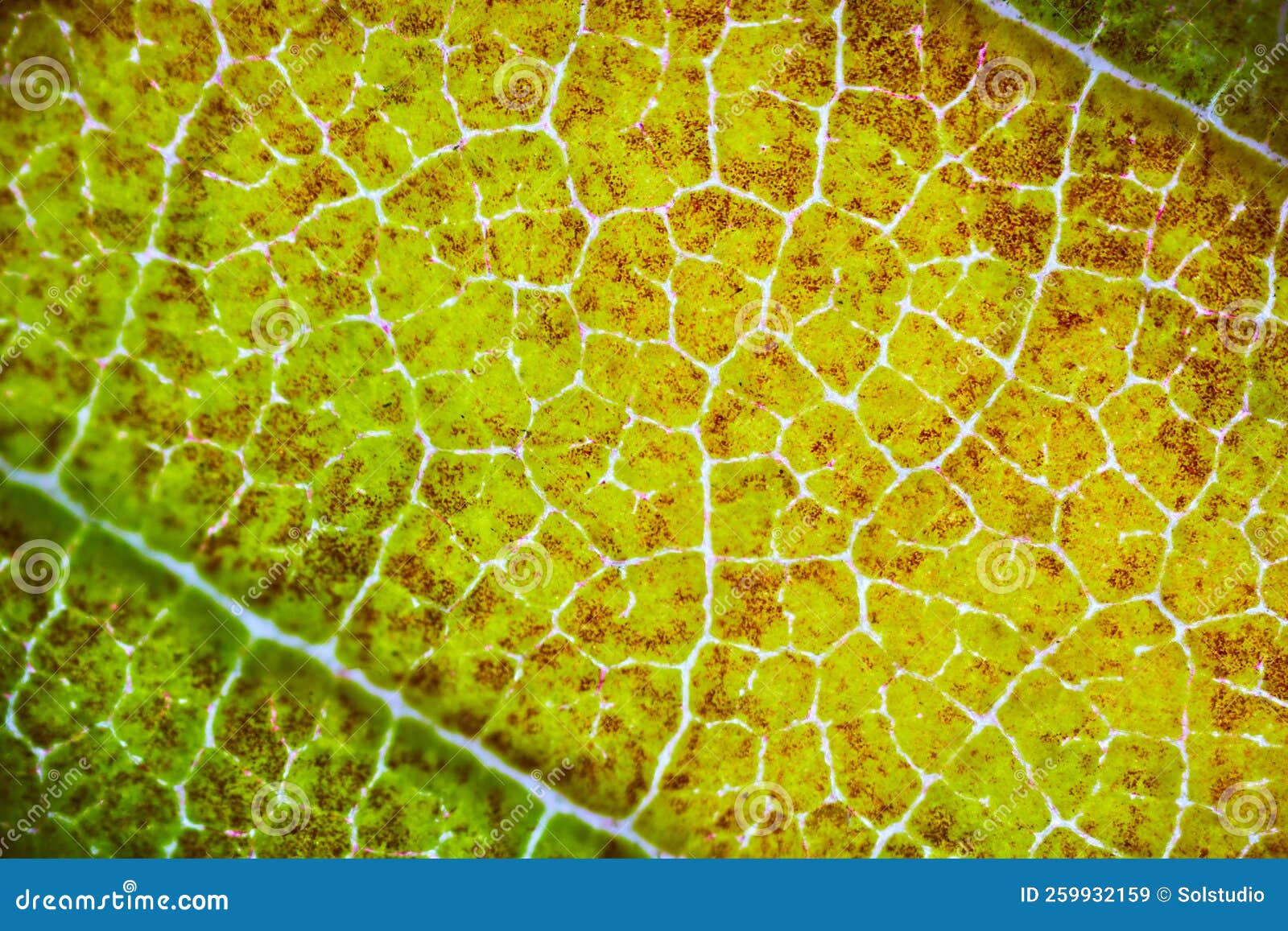 Beautiful autumn patterns stock image. Image of abstract - 259932159