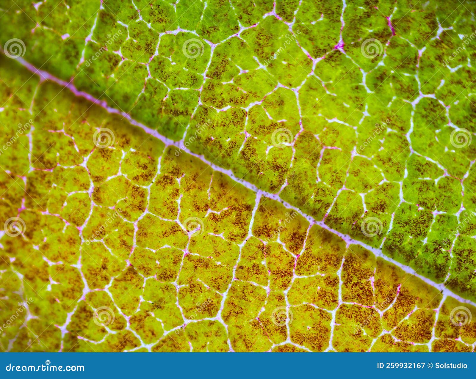 Beautiful autumn patterns stock image. Image of micrograph - 259932167