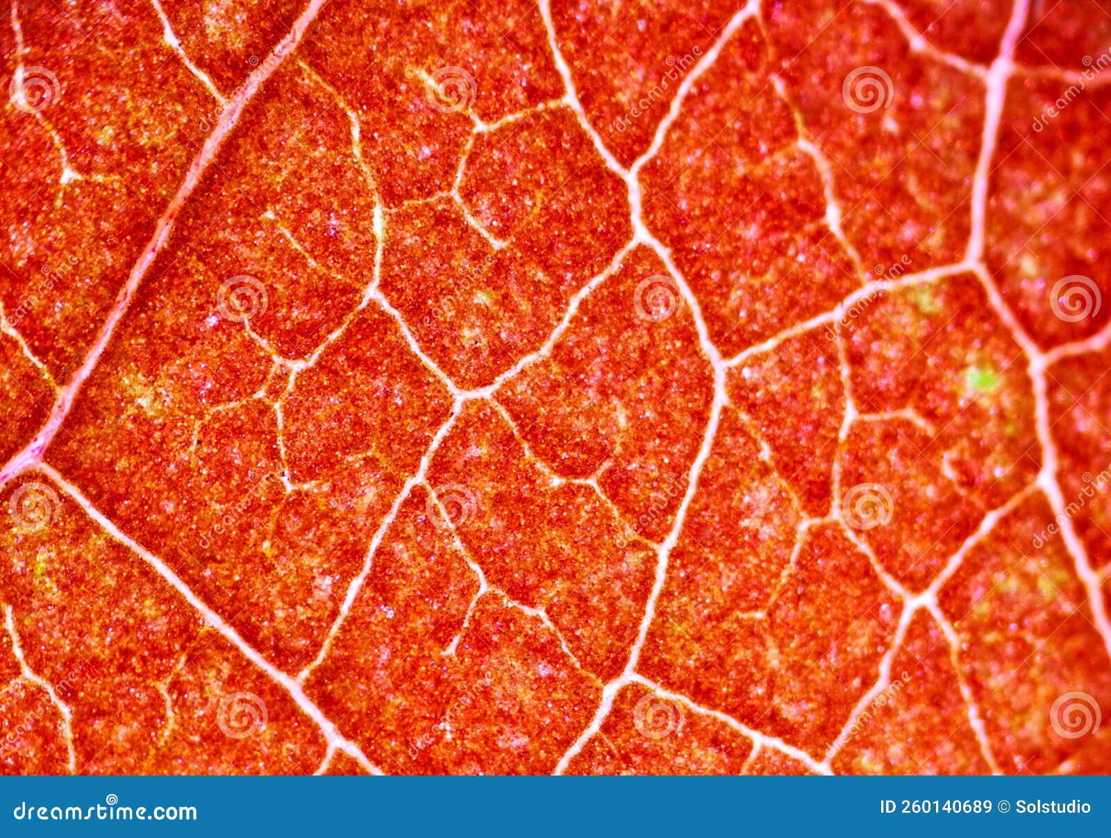 Beautiful autumn patterns stock image. Image of micro - 260140689