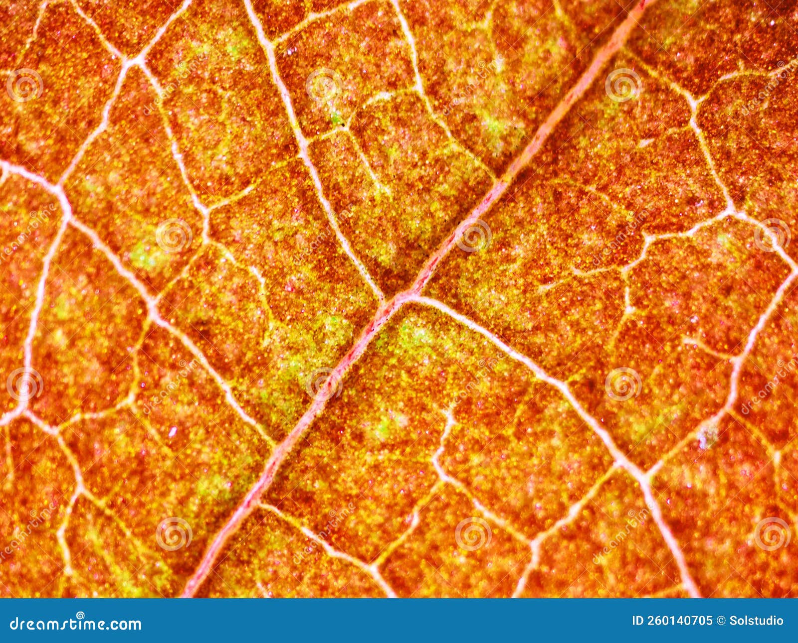 Beautiful autumn patterns stock image. Image of background - 260140705