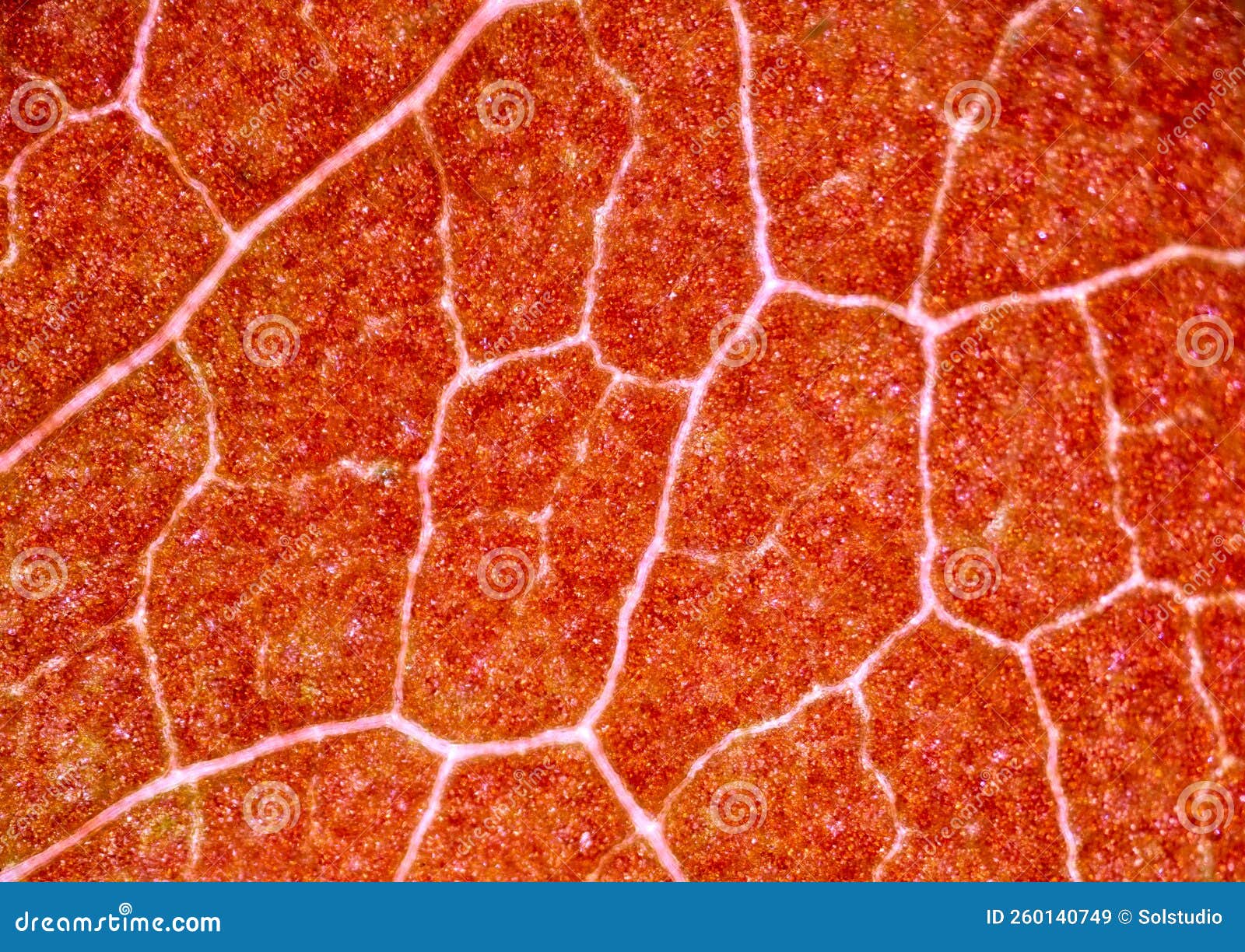 Beautiful autumn patterns stock image. Image of micrograph - 260140749