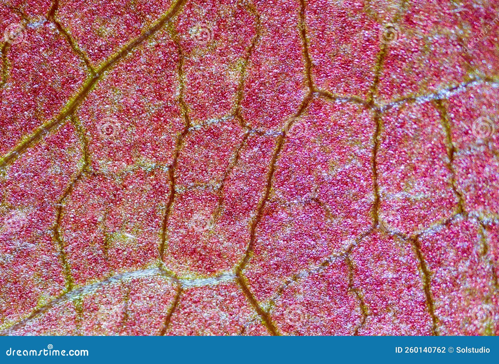 Beautiful autumn patterns stock photo. Image of season - 260140762