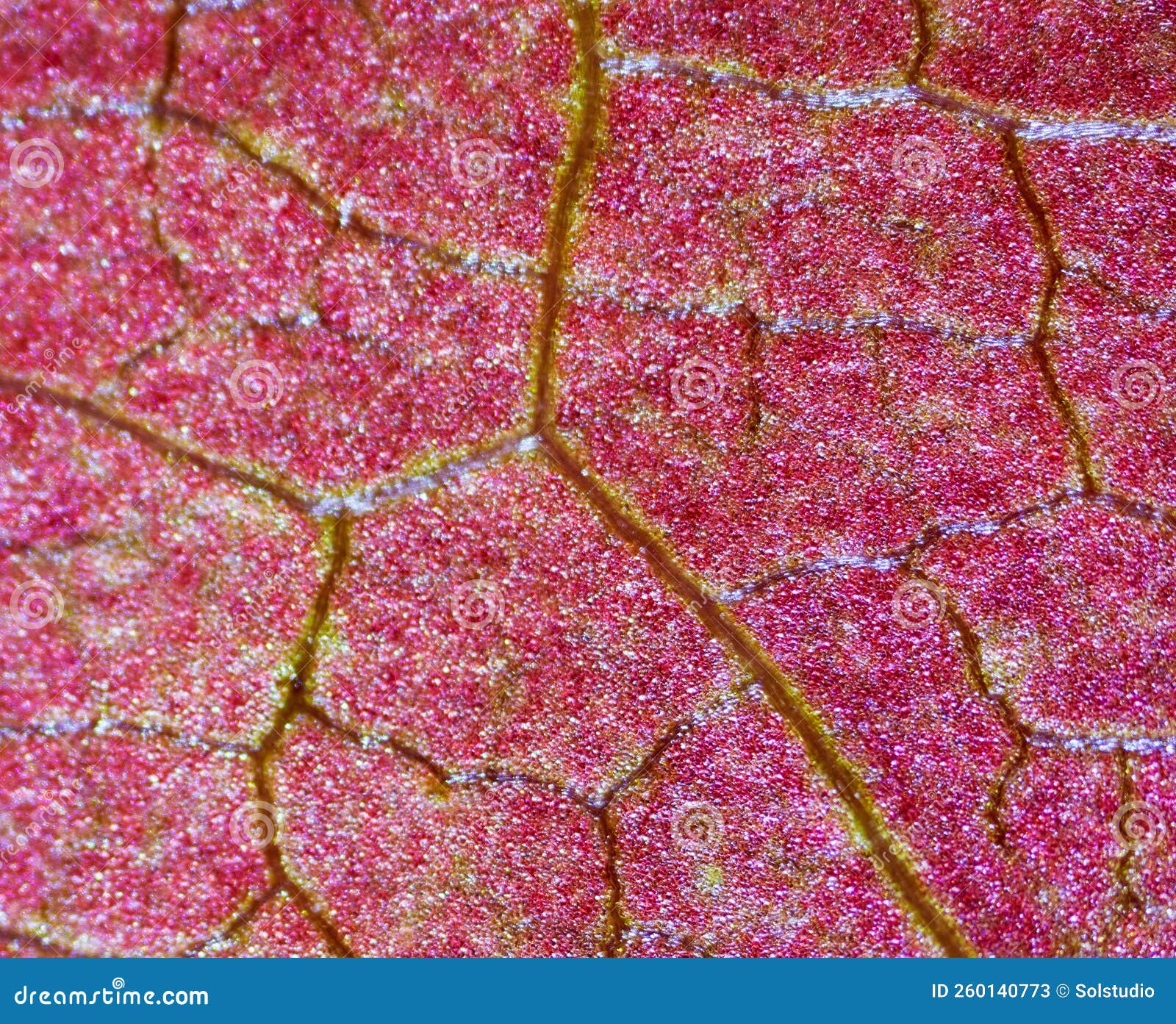 Beautiful autumn patterns stock image. Image of organic - 260140773