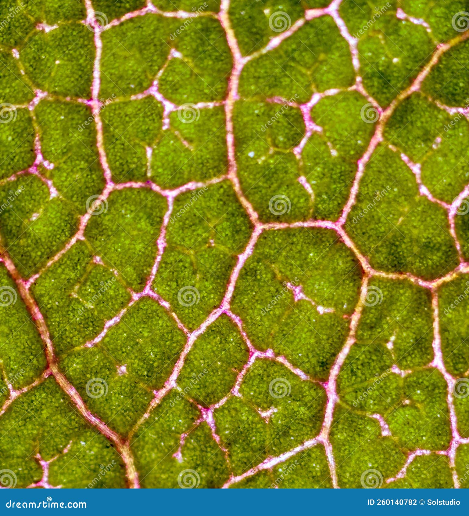 Beautiful autumn patterns stock photo. Image of abstract - 260140782