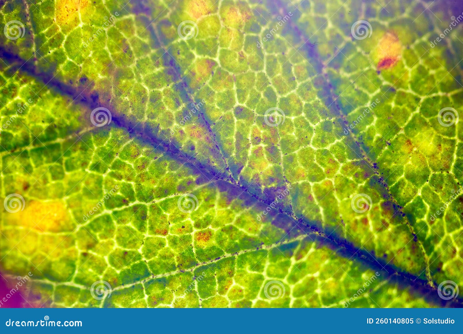 Beautiful autumn patterns stock image. Image of foliage - 260140805