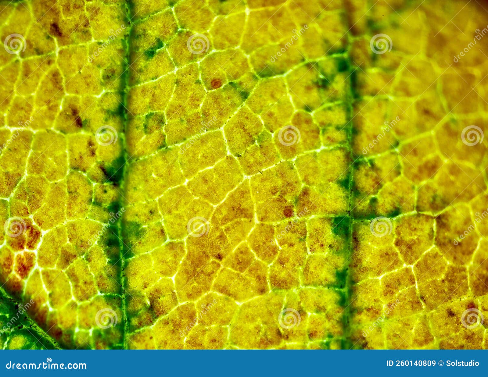Beautiful autumn patterns stock image. Image of science - 260140809