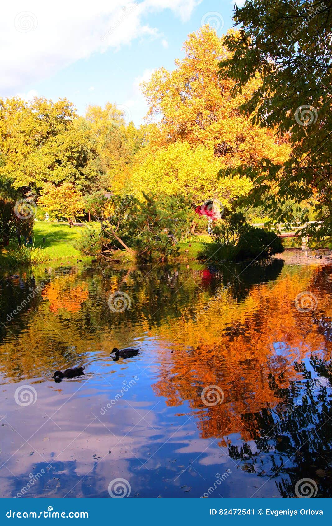 Beautiful Autumn Pond with Ducks and Trees Reflected in Water Stock ... Beautiful Autumn Pond with Ducks and Trees Reflected in Water Stock ...