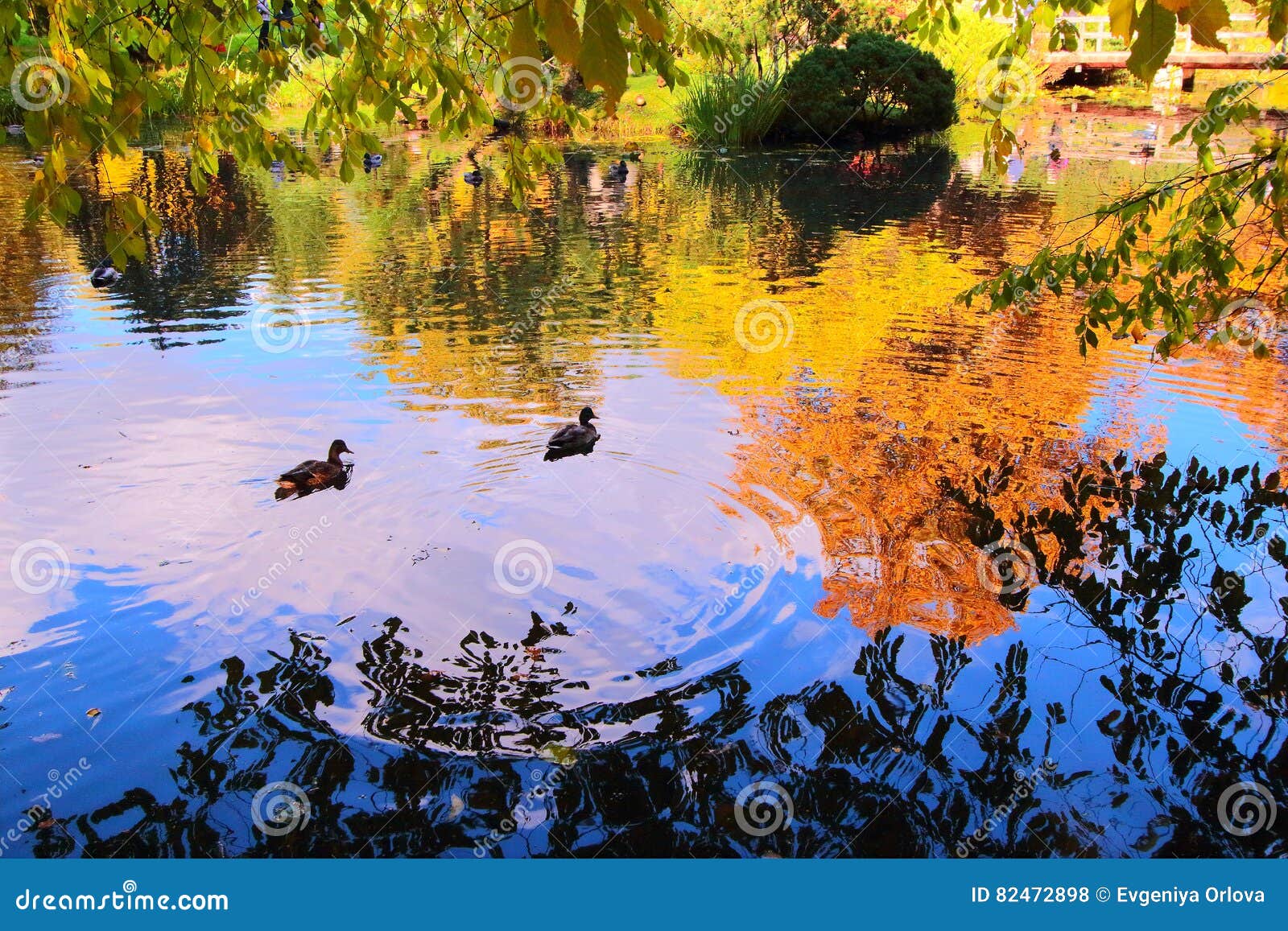 Beautiful Autumn Pond with Ducks and Trees Reflected in Water Stock ...