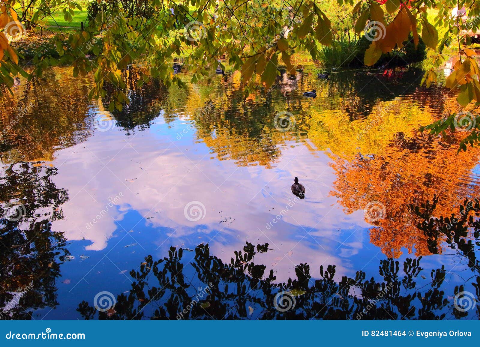 Beautiful Autumn Pond with Ducks and Trees Reflected in Water Stock ...