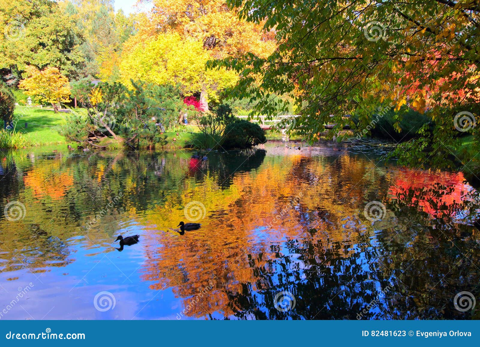 Beautiful Autumn Pond with Ducks and Trees Reflected in Water Stock ...