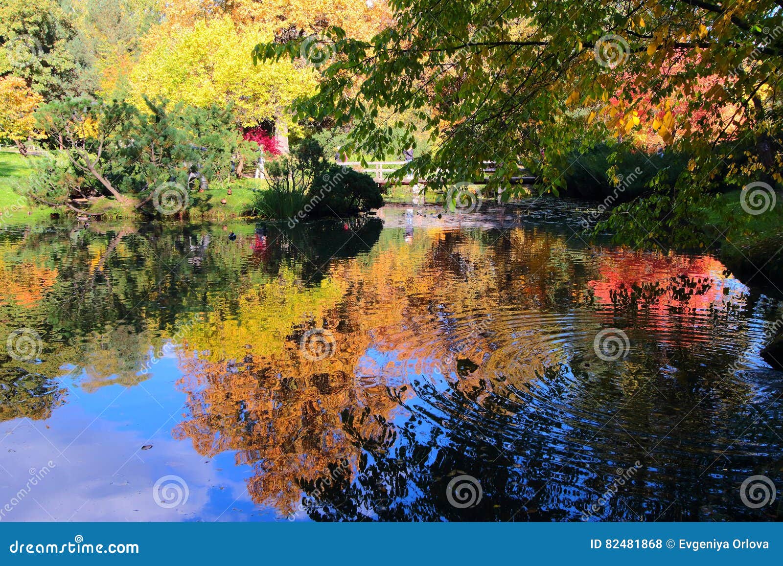 Beautiful Autumn Pond with Ducks and Trees Reflected in Water Stock ...