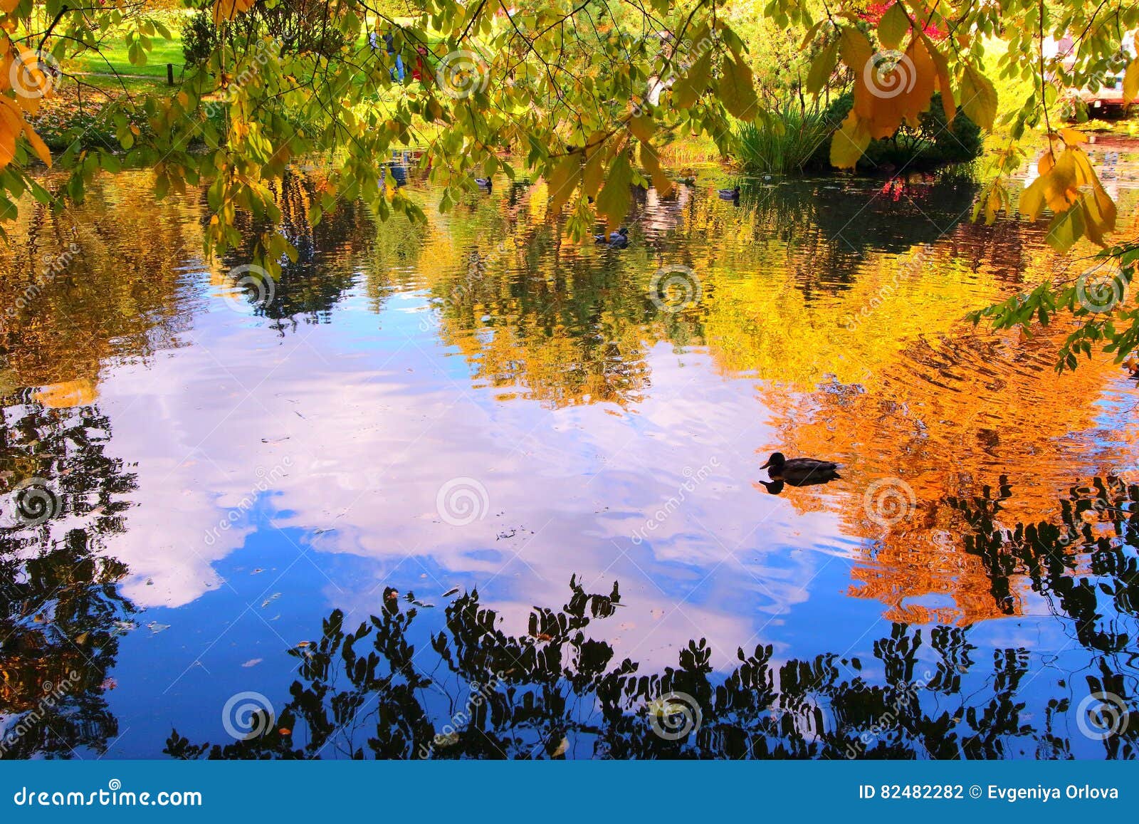 Beautiful Autumn Pond with Ducks and Trees Reflected in Water Stock ...