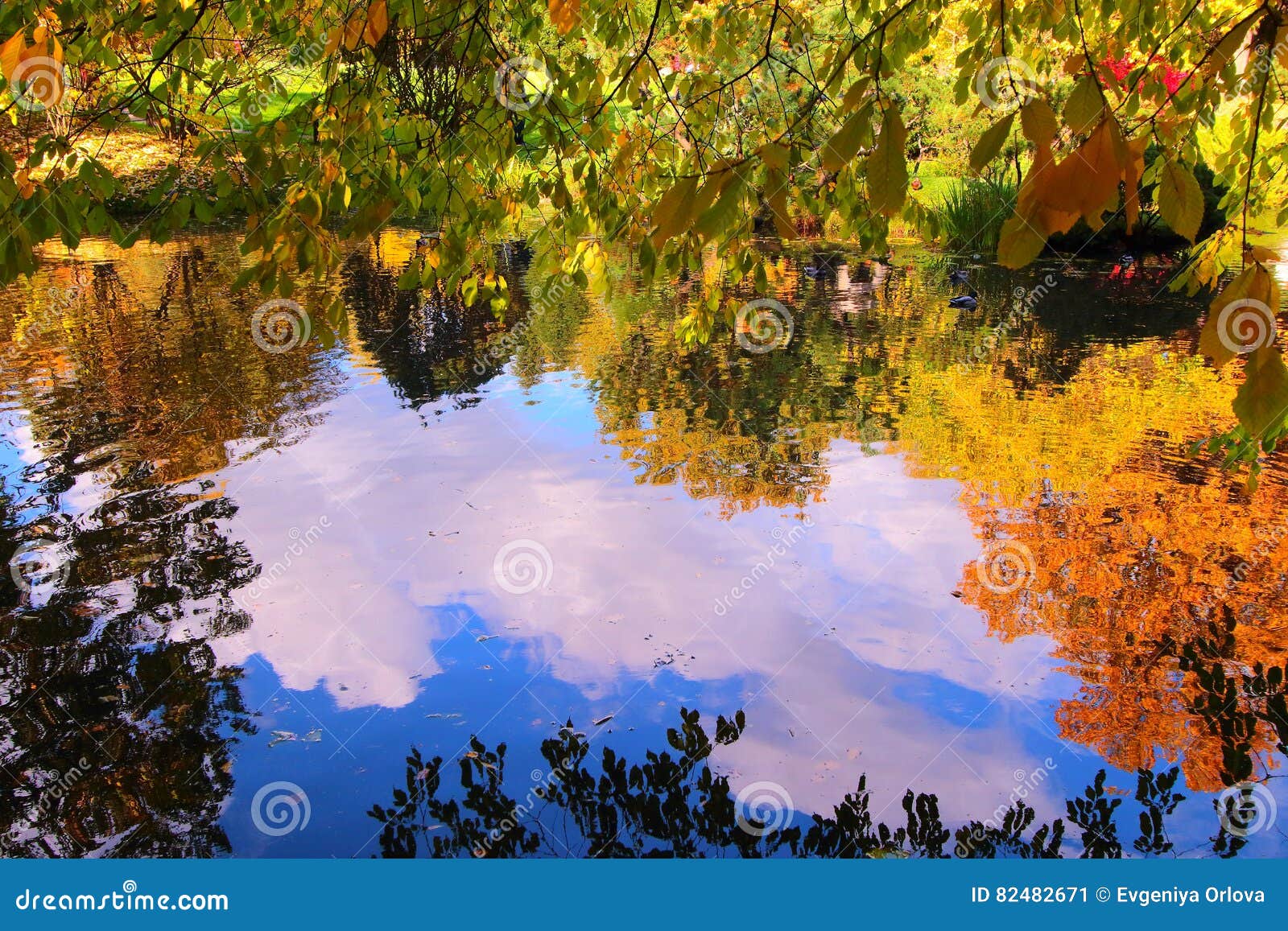 Beautiful Autumn Pond with Ducks and Trees Reflected in Water Stock ...