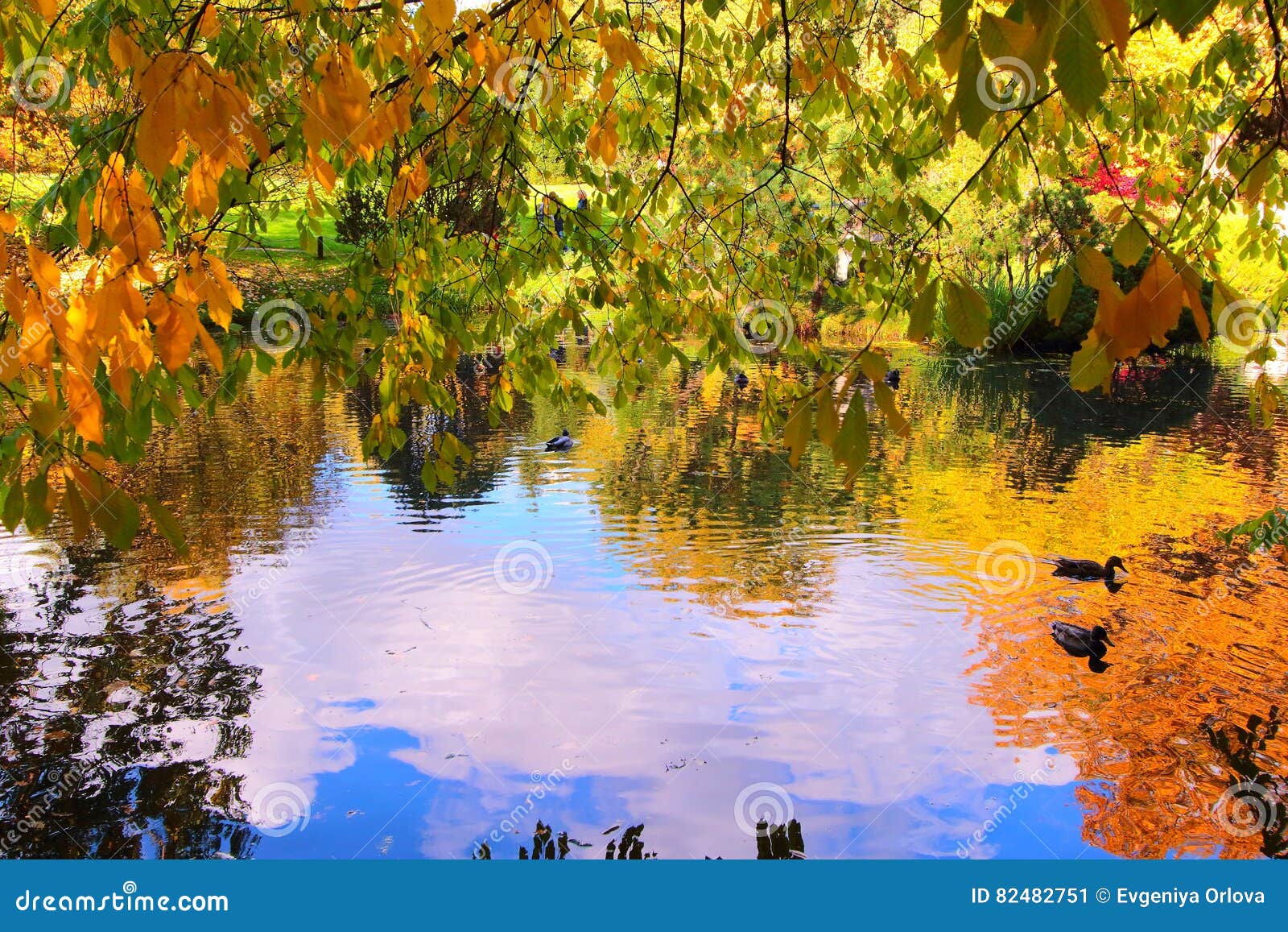 Beautiful Autumn Pond with Ducks and Trees Reflected in Water Stock ...