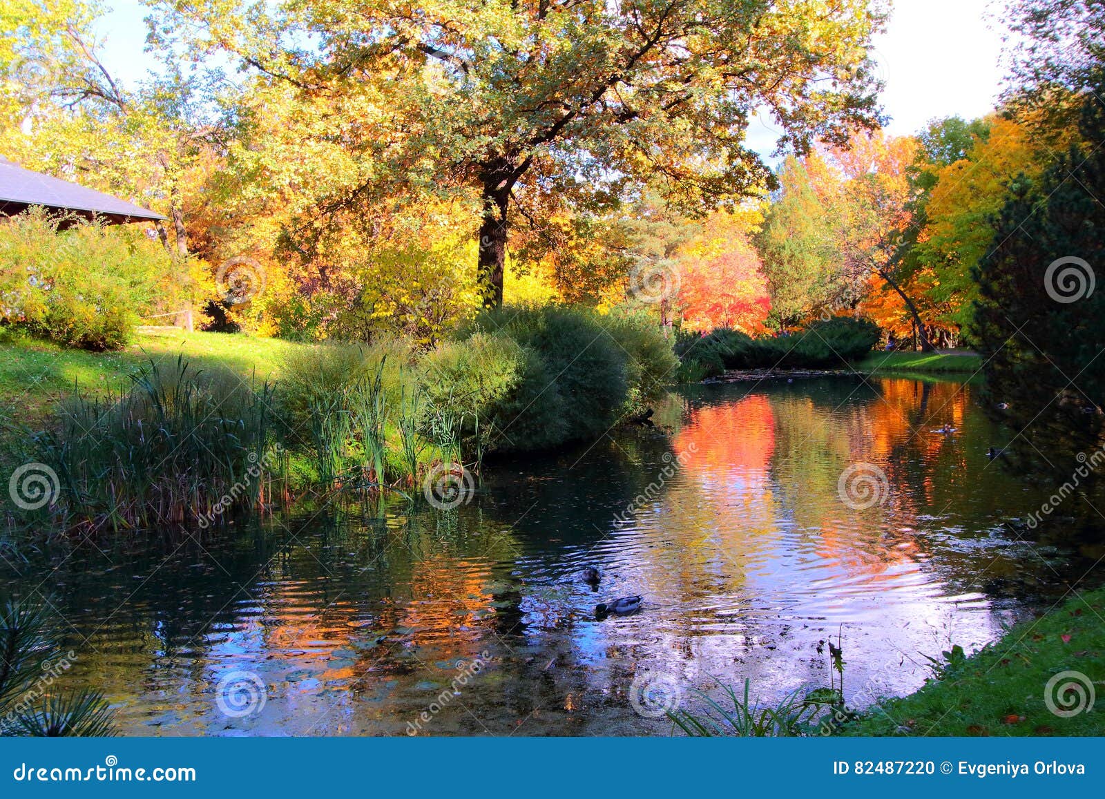 Beautiful Autumn Pond with Ducks and Trees Reflected in Water Stock ...