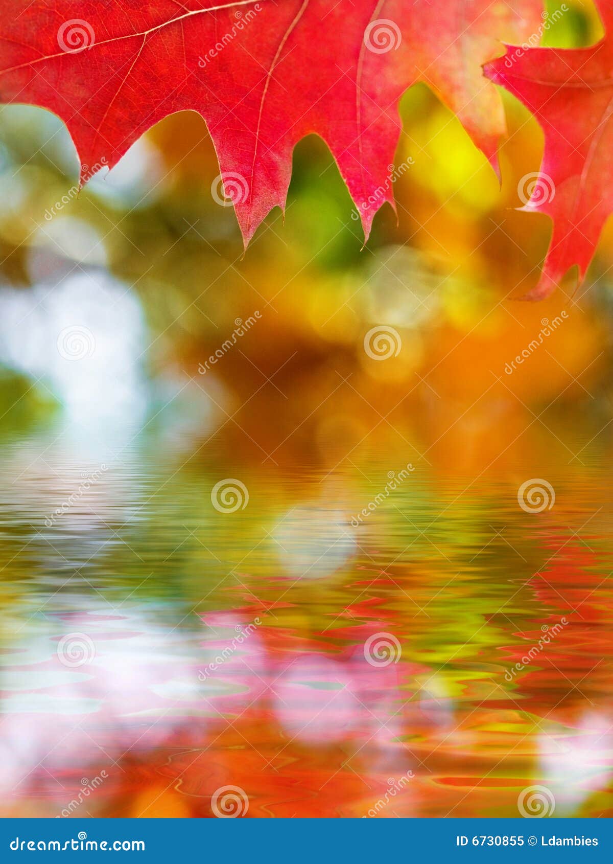 Beautiful Autumn Red Oak Leaves Reflection Stock Image - Image of bokeh ...