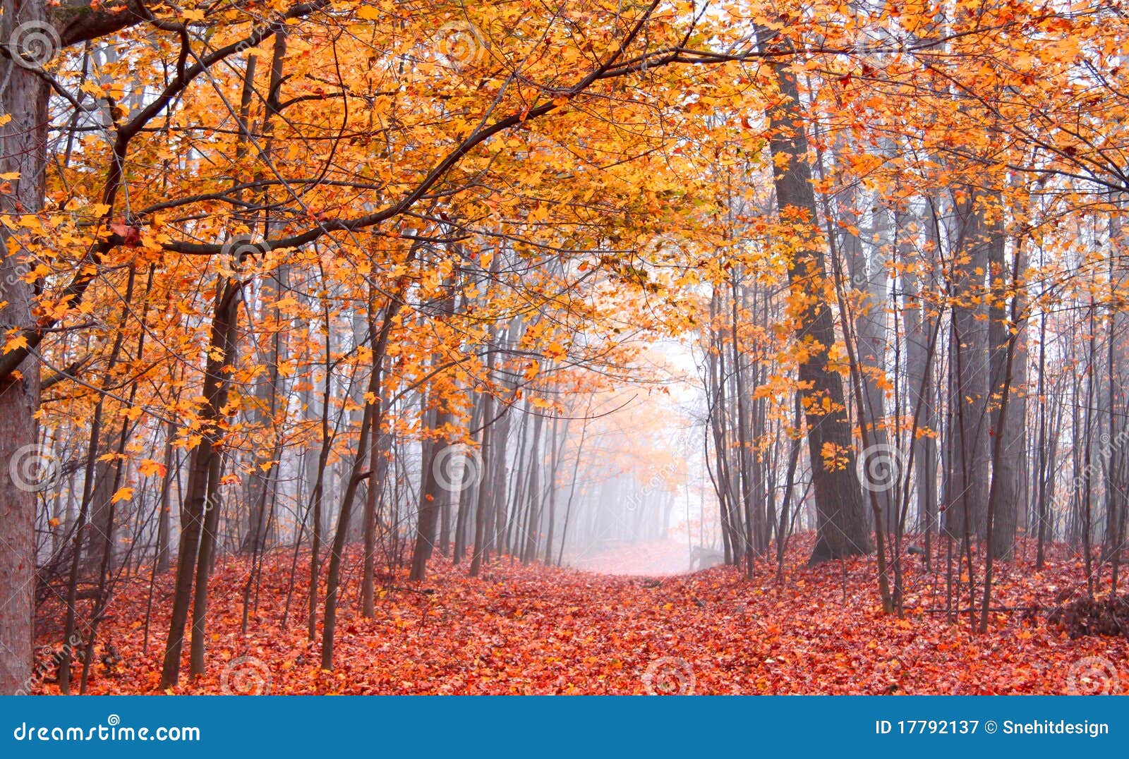Beautiful autumn scene stock image. Image of colors, yellow - 17792137