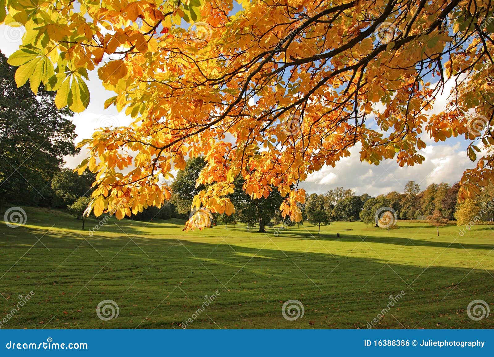 Beautiful Autumn in Scotland Stock Photo - Image of october, branch ...