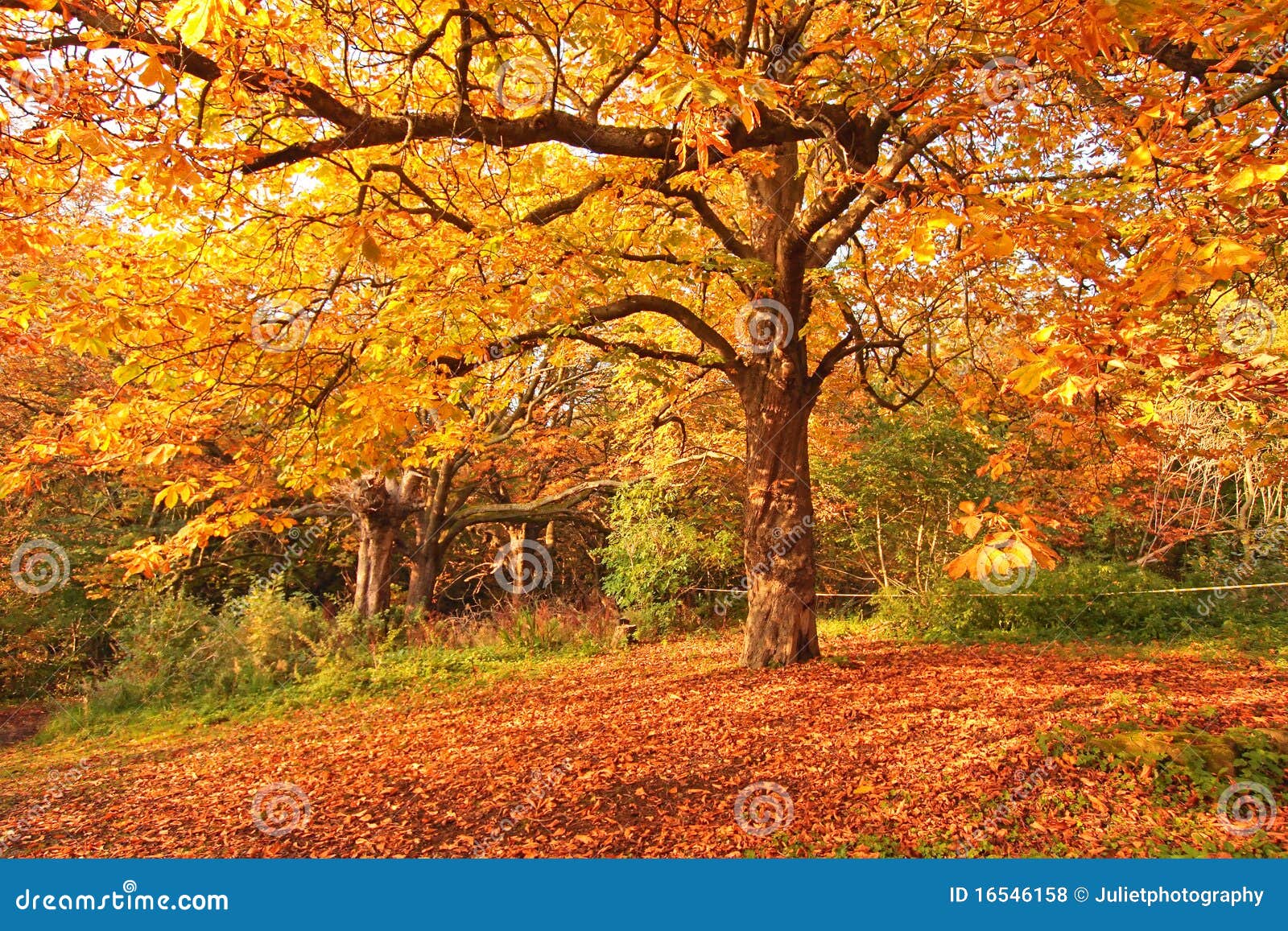 Beautiful Autumn in Scotland Stock Photo - Image of autumn, colored ...
