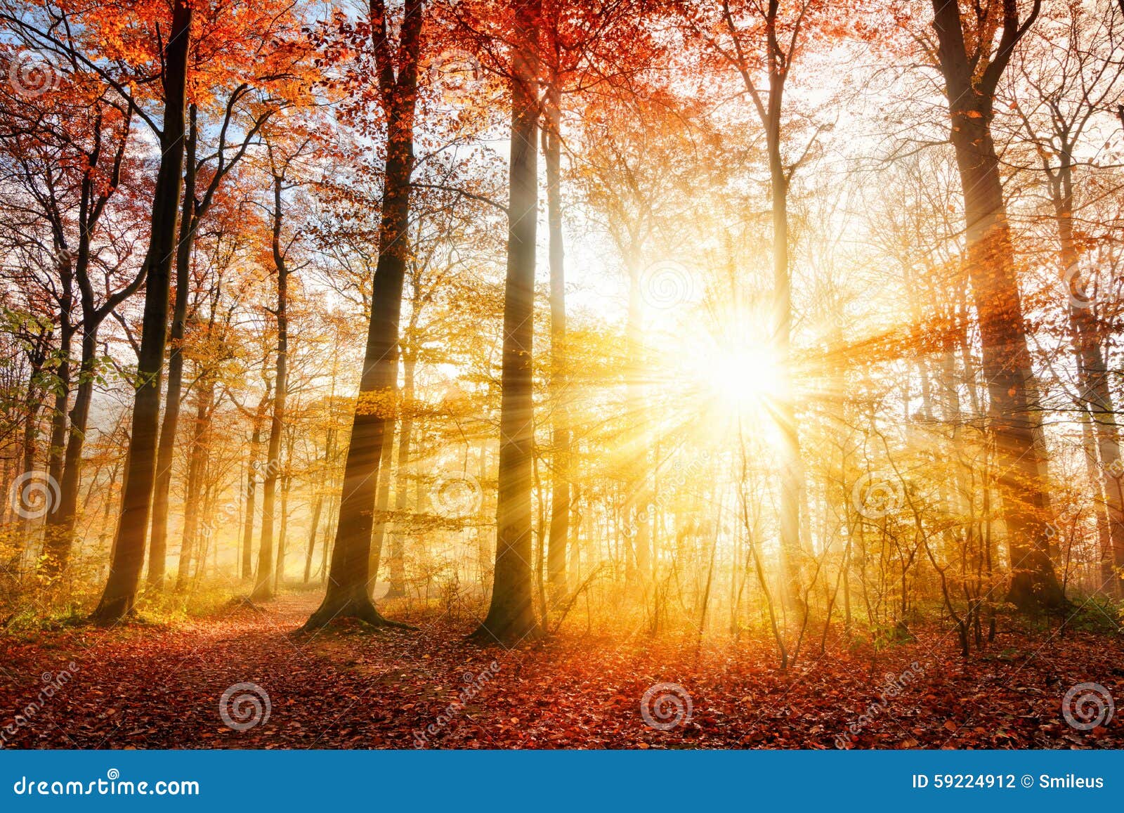 Beautiful Autumn Sunlight in a Forest Stock Photo - Image of scenic ...