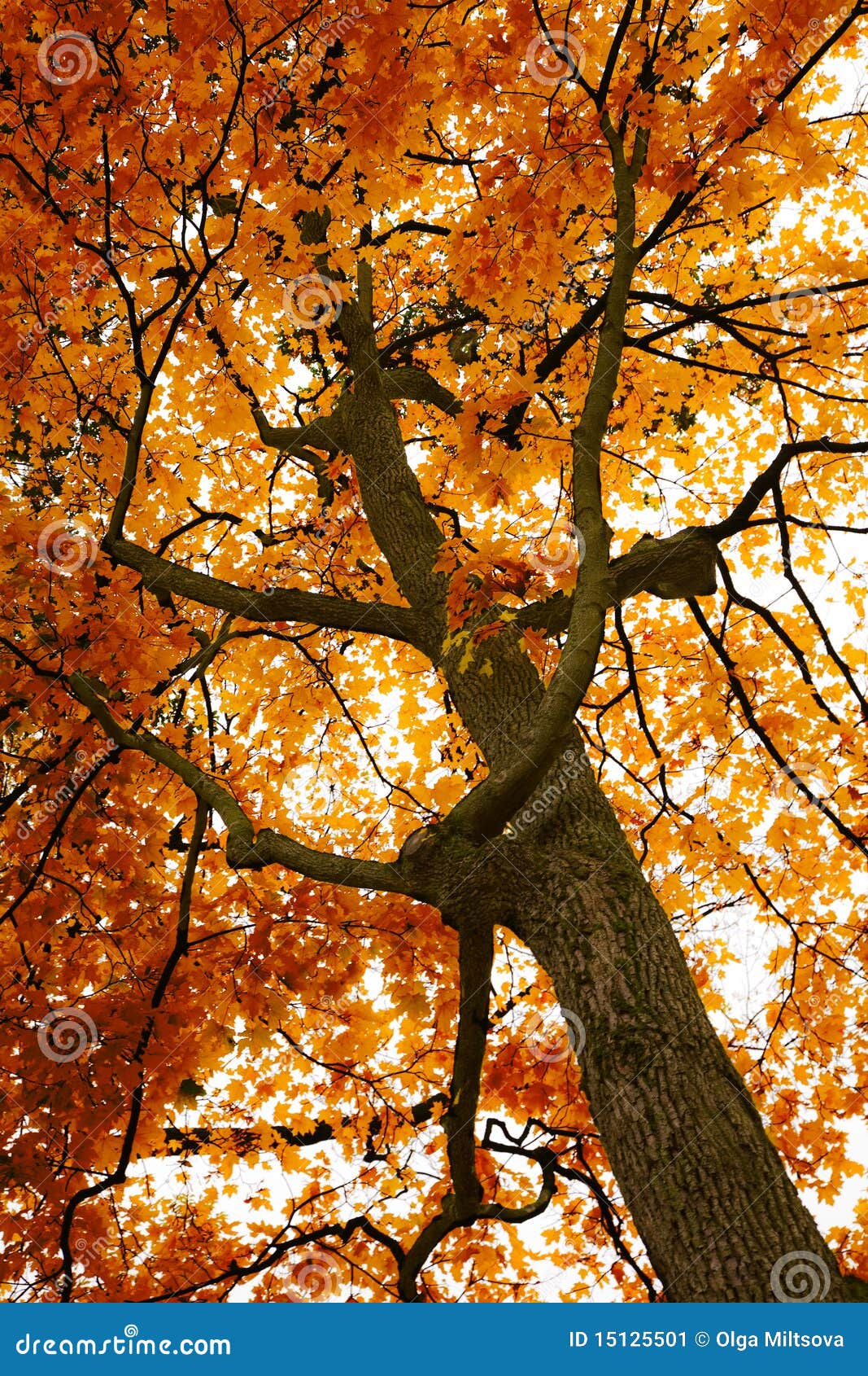 Beautiful autumn tree stock image. Image of environmental - 15125501