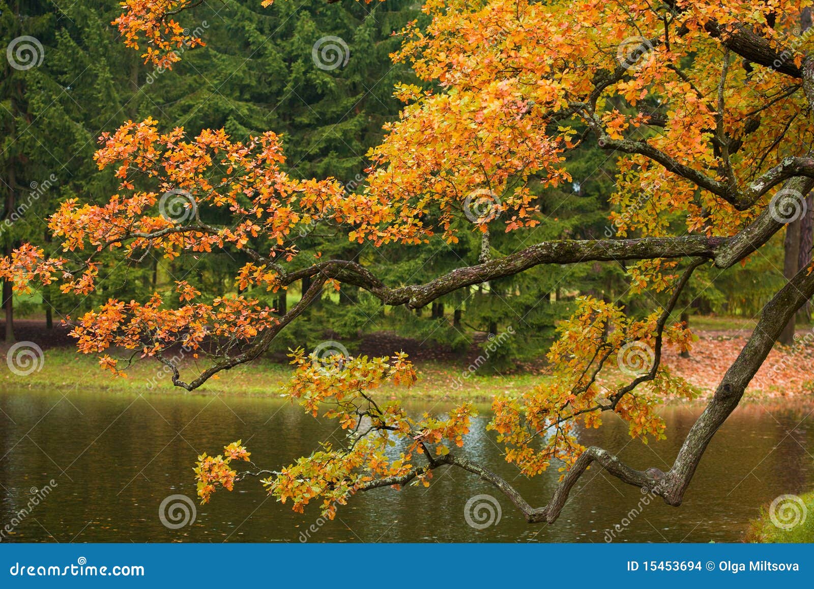 Beautiful autumn tree stock photo. Image of gentle, closeup - 15453694