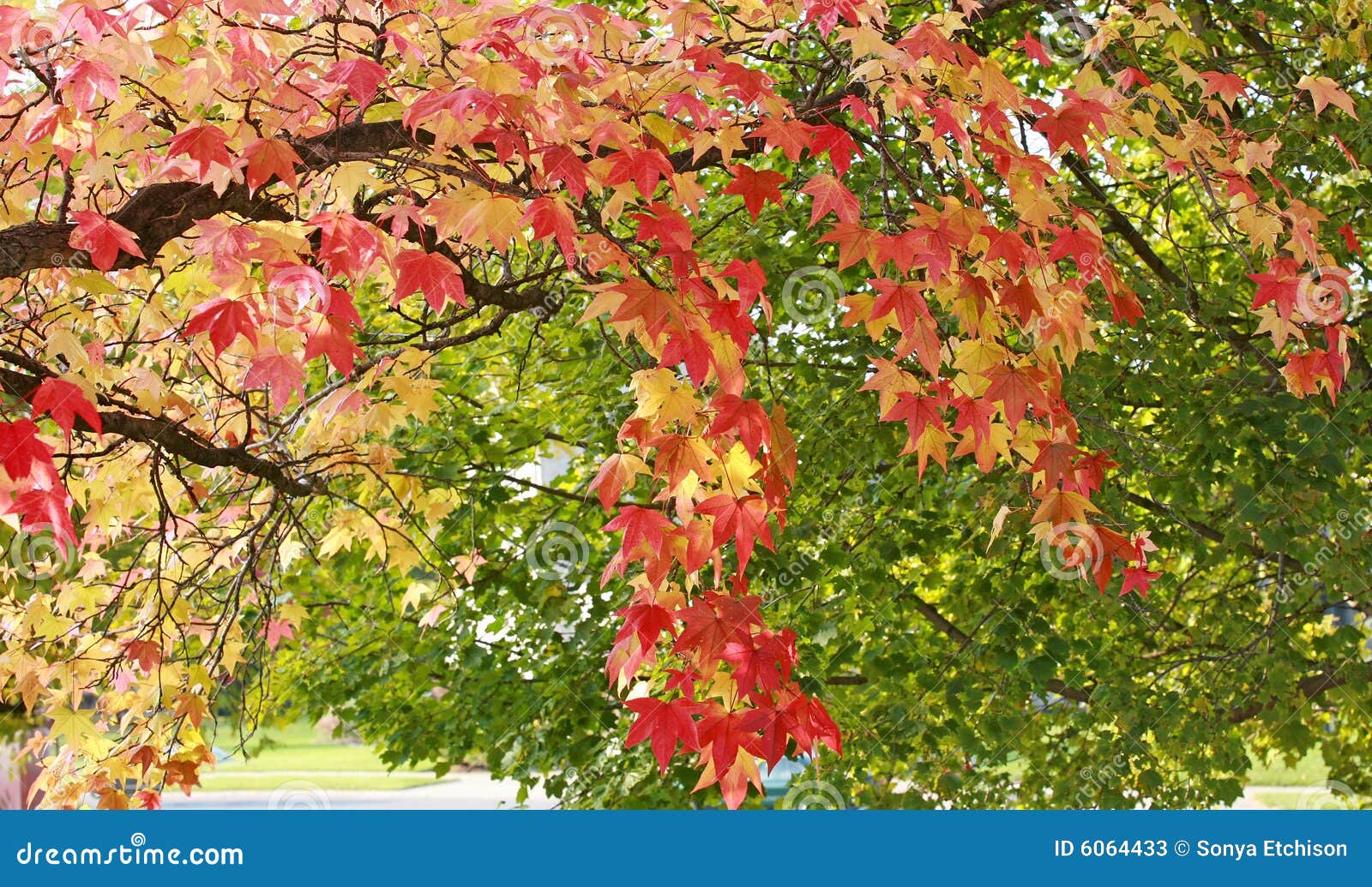 Beautiful Autumn Tree stock image. Image of forest, fall - 6064433