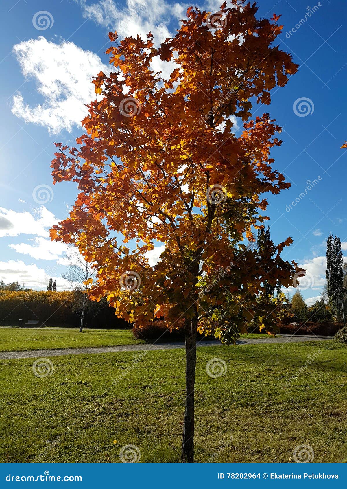Beautiful Autumn Tree with Colorful Leaves Stock Photo - Image of ...