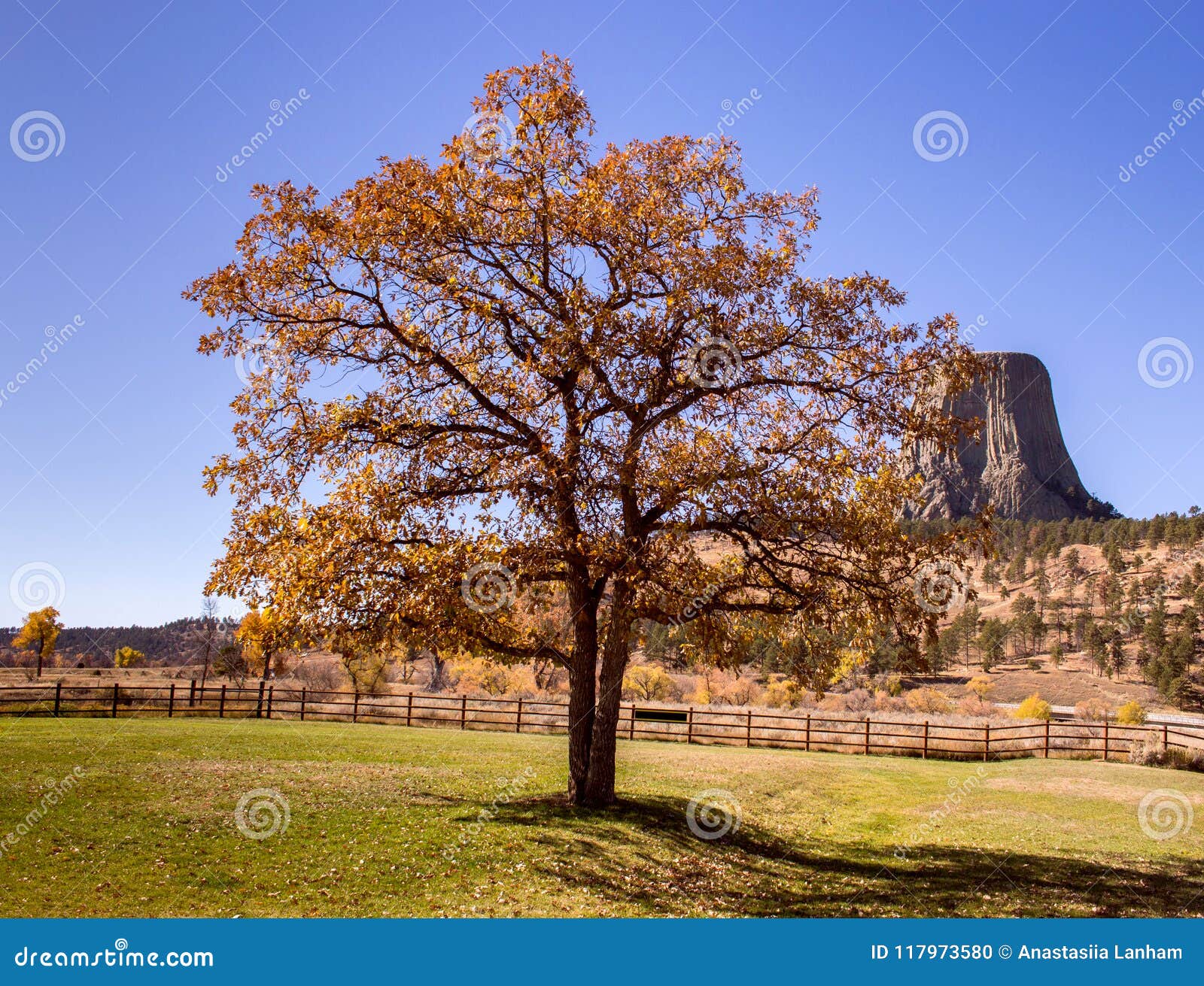 Beautiful Autumn Tree with Devils Tower in the Background Stock Photo ...