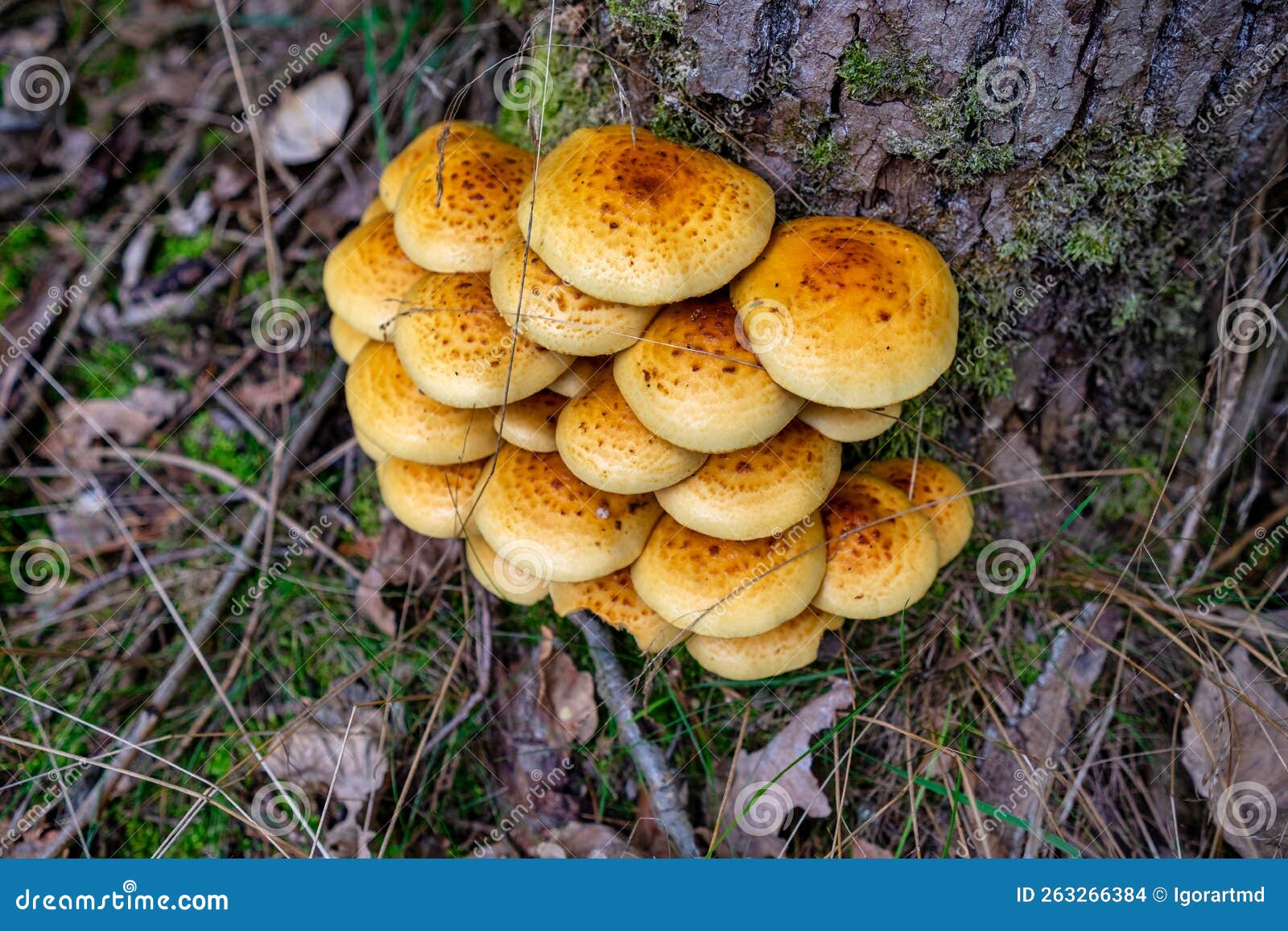 Beautiful Autumn Tree with Mushrooms Stock Photo - Image of path ...