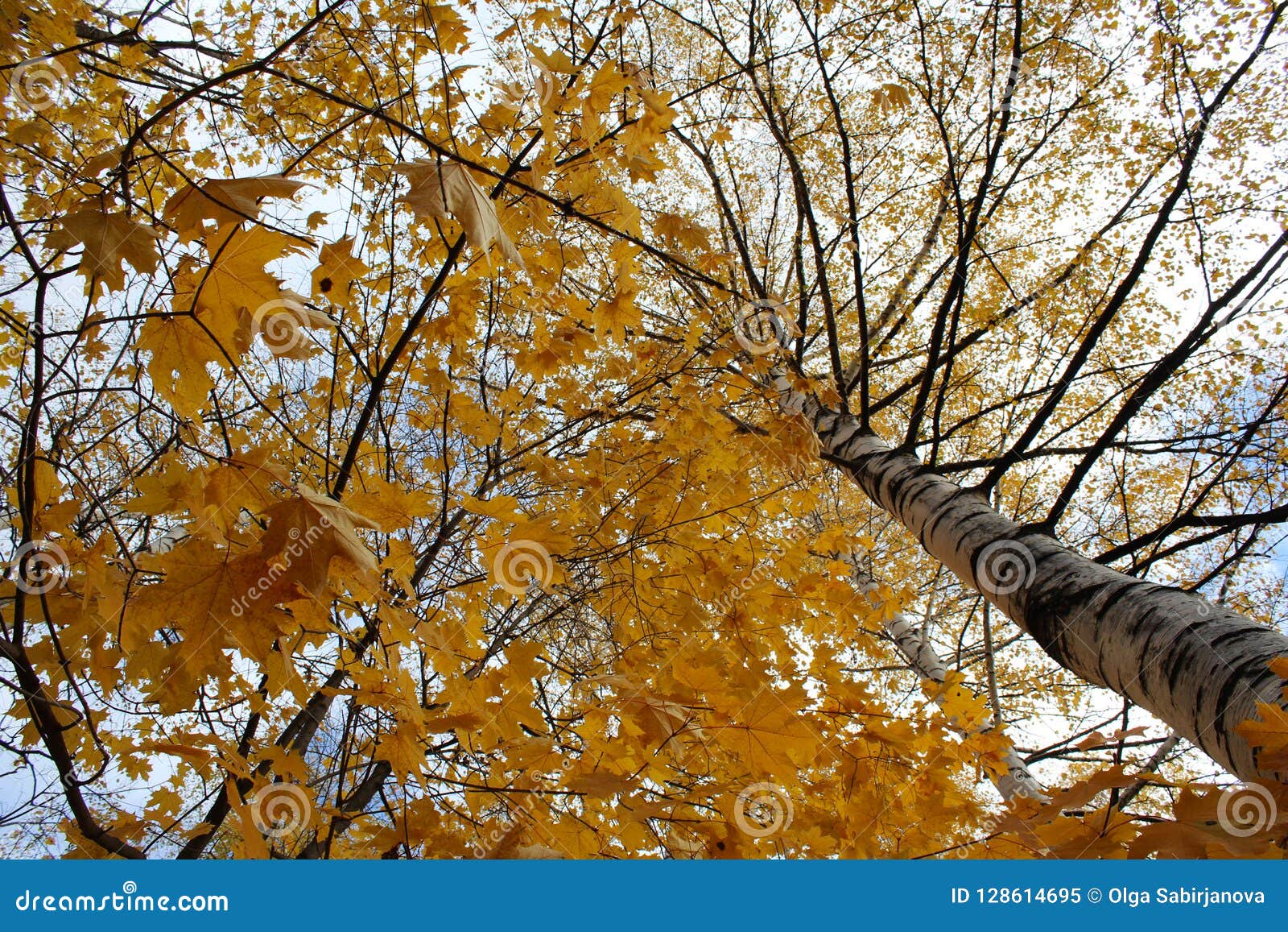 Beautiful Autumn Tree View from Below the Trunk Stock Image - Image of ...