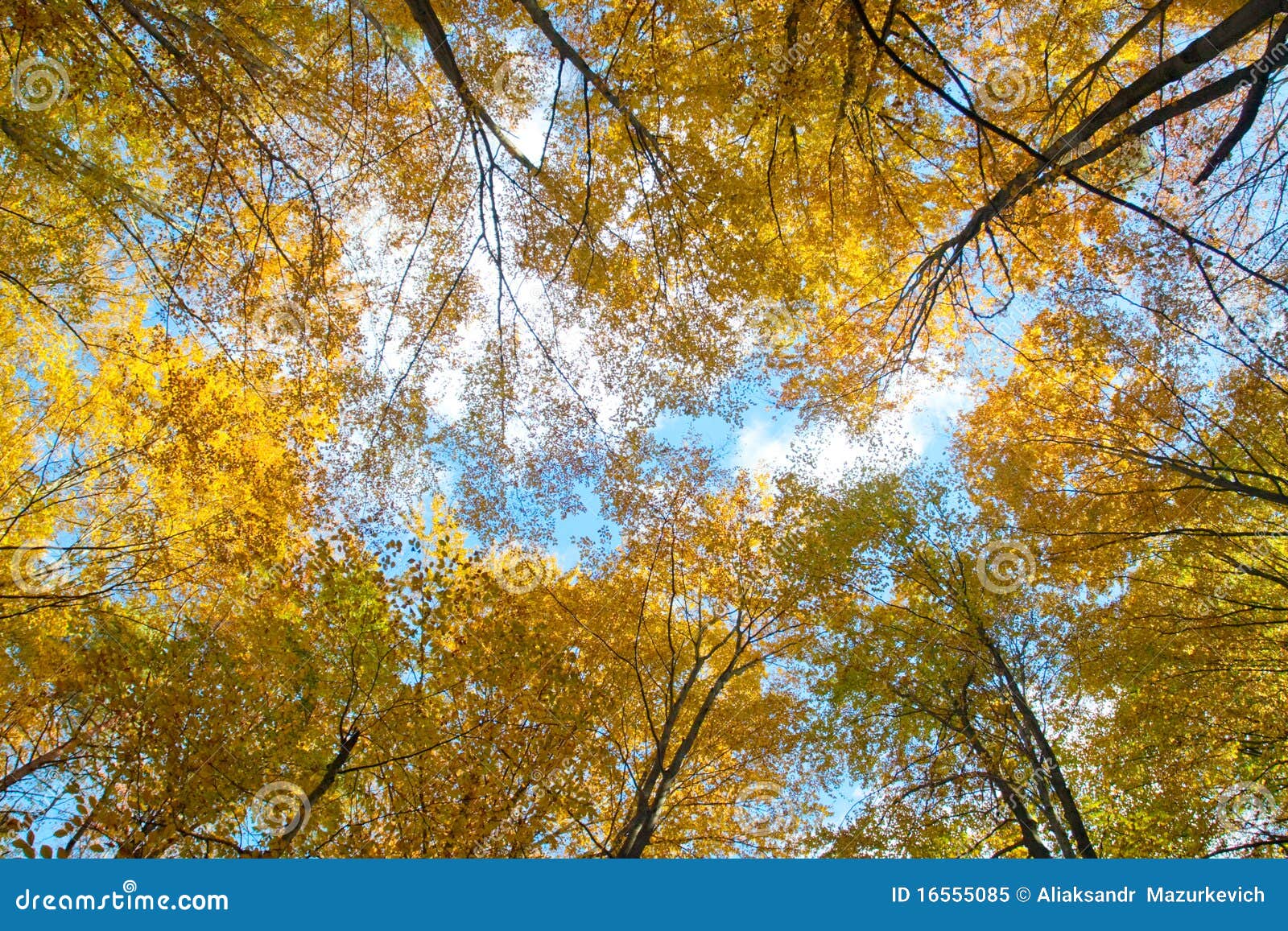 Beautiful autumn trees stock image. Image of natural - 16555085