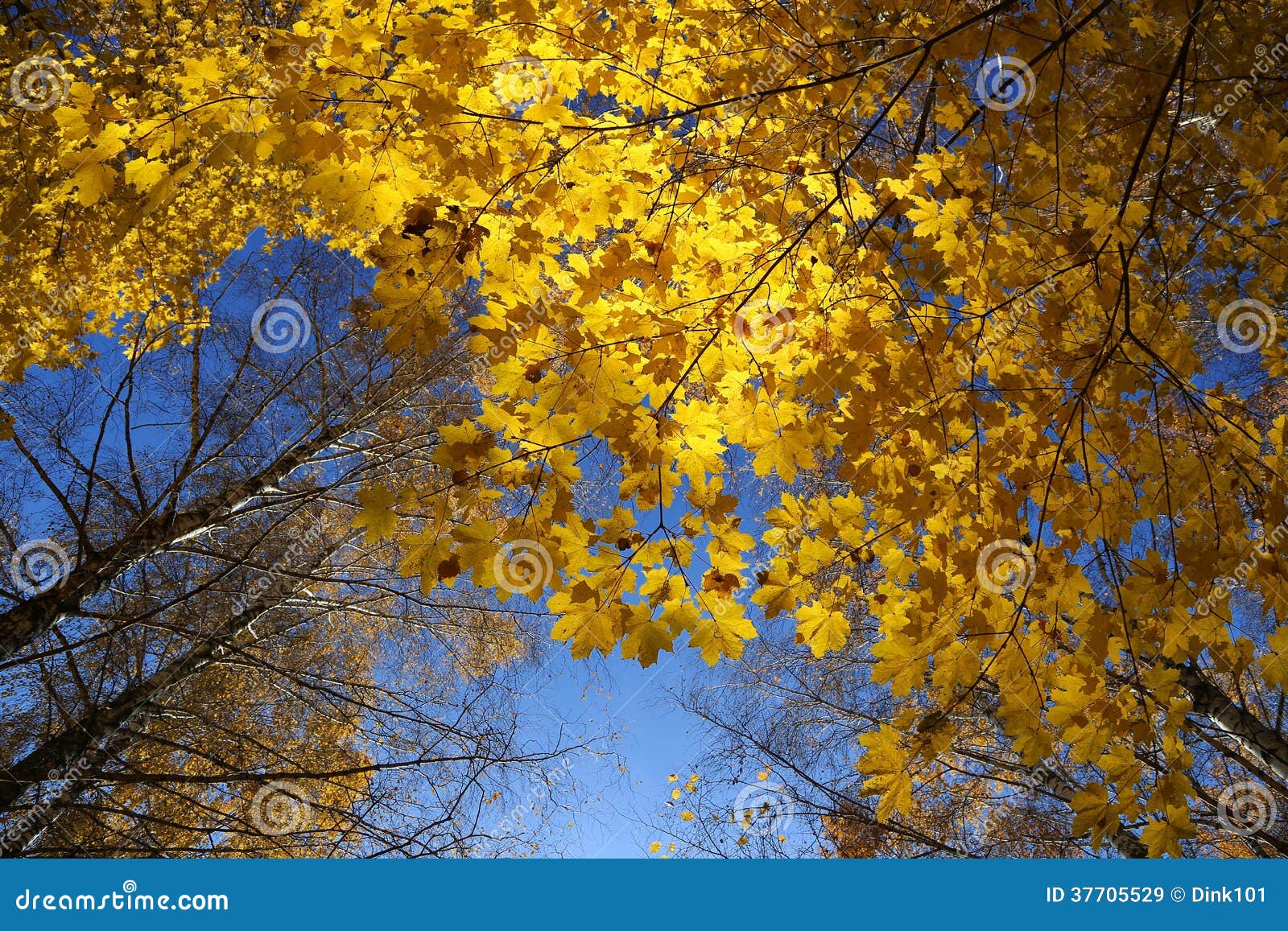 Beautiful Autumn Trees and Blue Sky Stock Image - Image of park, color ...