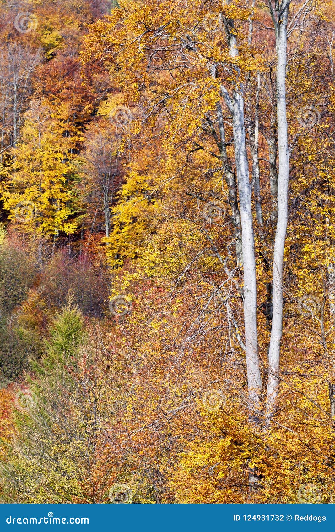 Autumn Trees Forest Background, Vertical Stock Photo - Image of leaf ...