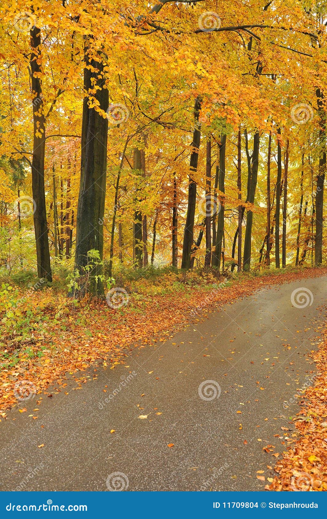 Beautiful Autumn Trees and Road Stock Photo - Image of november, golden ...