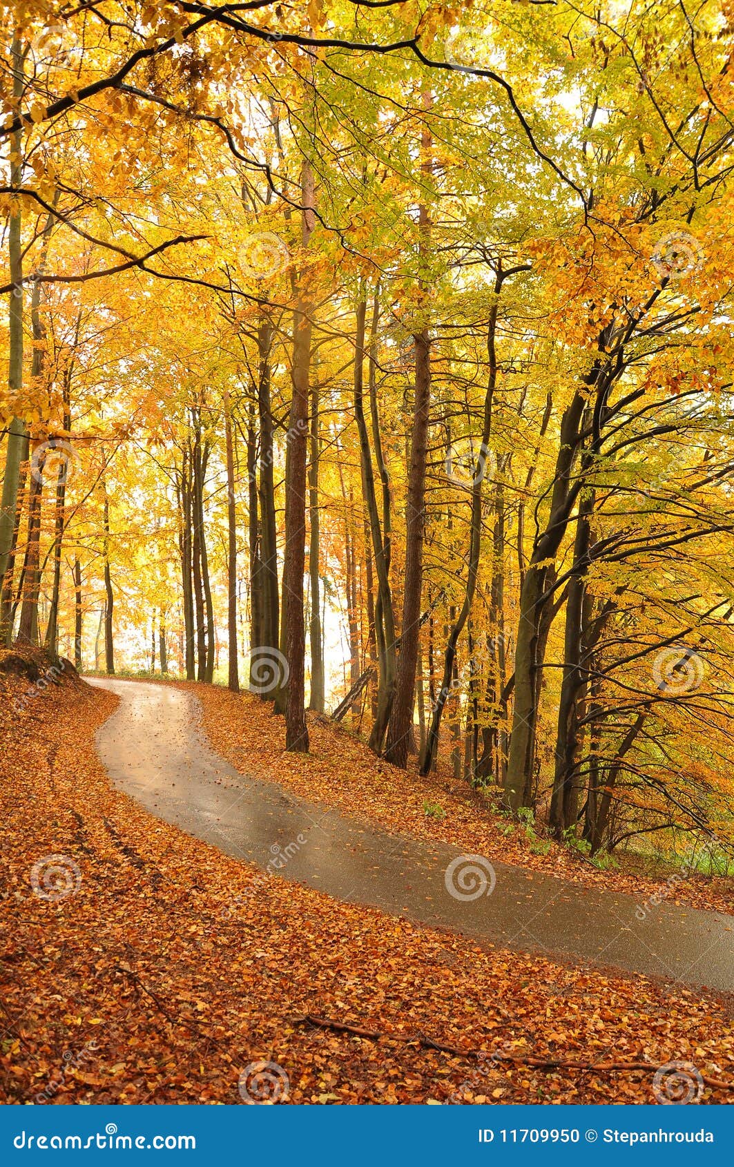 Beautiful Autumn Trees and Road Stock Photo - Image of brown, growth ...