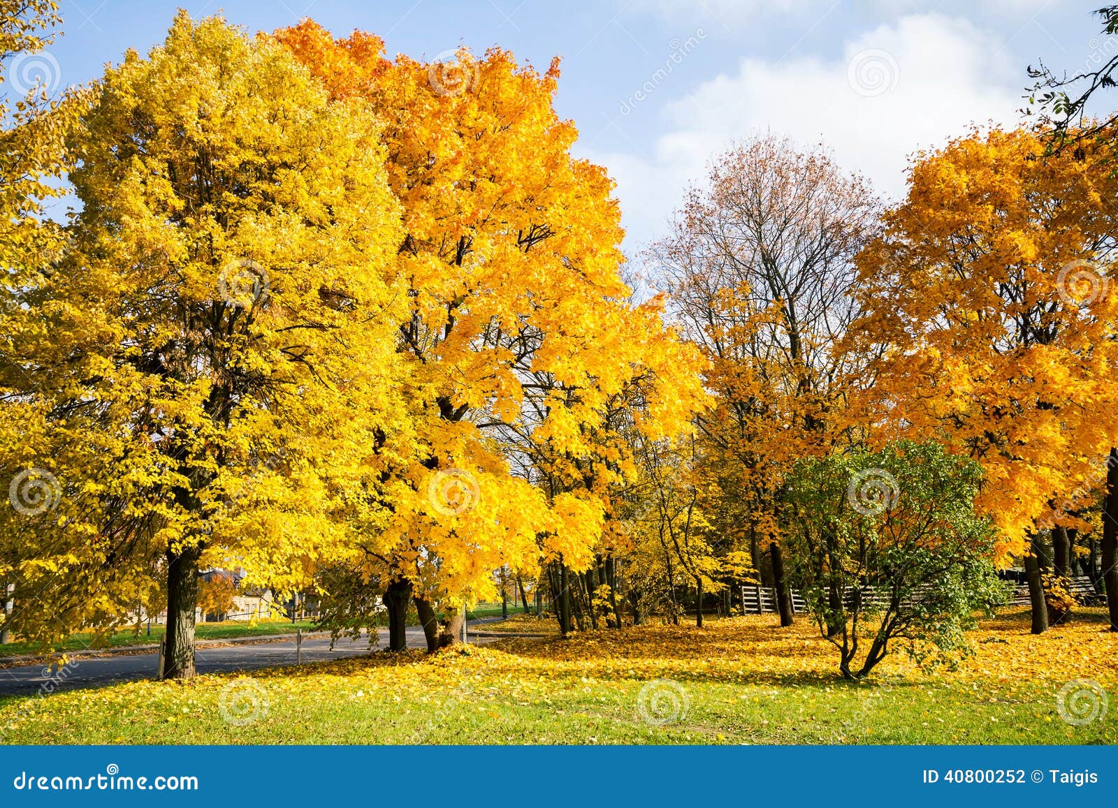 Beautiful autumn trees stock photo. Image of idyllic - 40800252