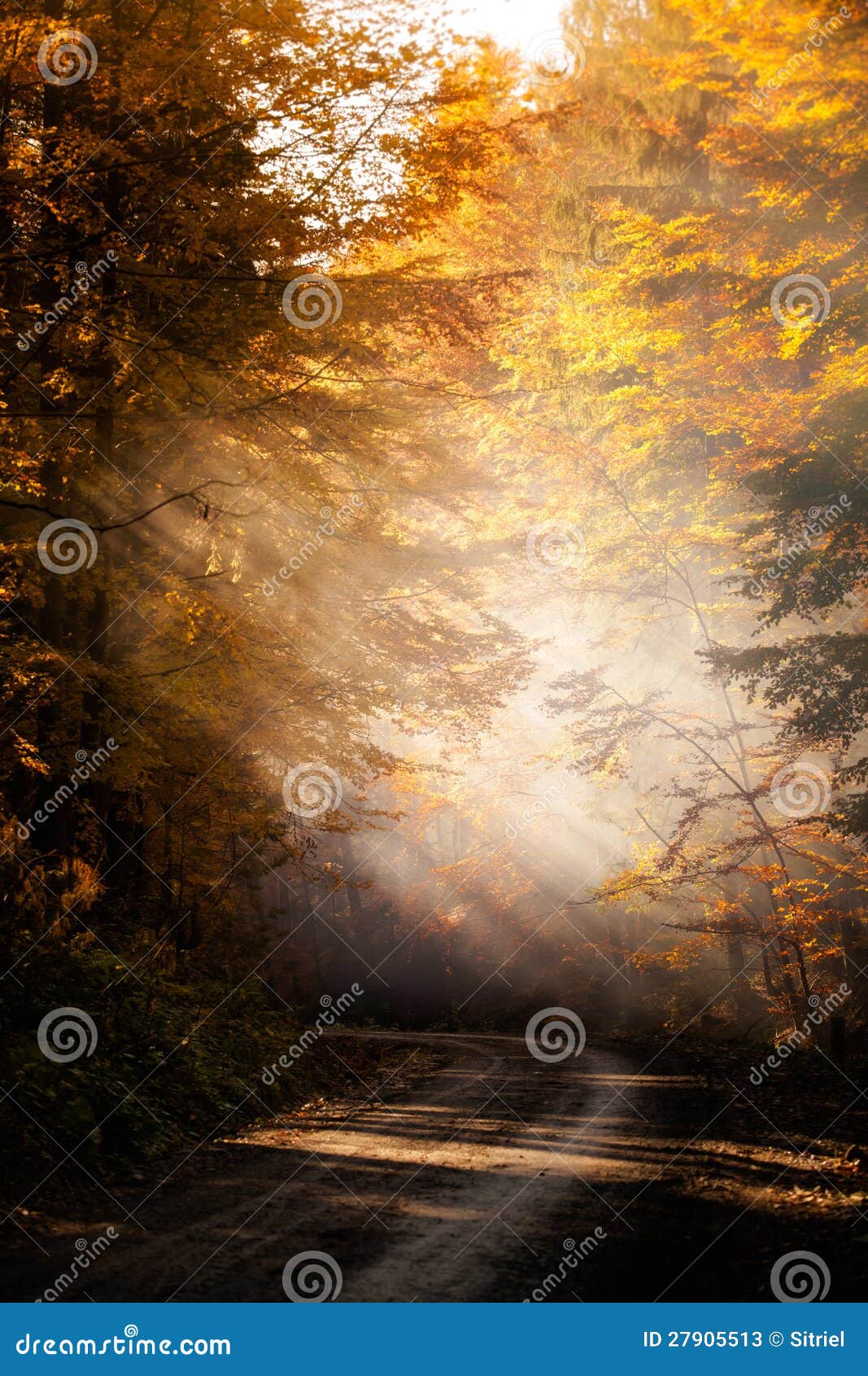 Beautiful Autumn Woods Landscape Stock Image - Image of nature, trees ...