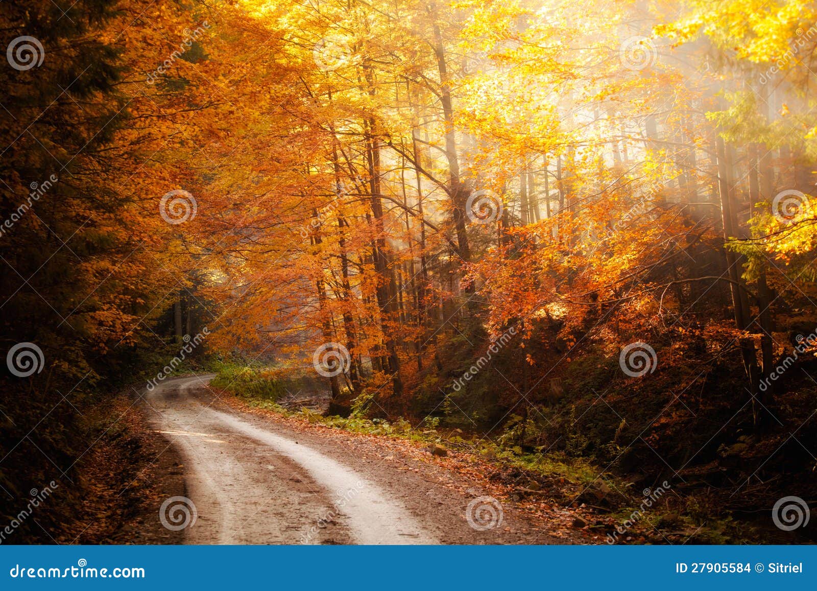 Beautiful Autumn Woods Landscape Stock Photo - Image of tree, woods ...
